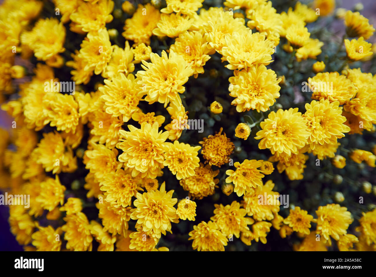 Flower textures yellow hi-res stock photography and images - Alamy
