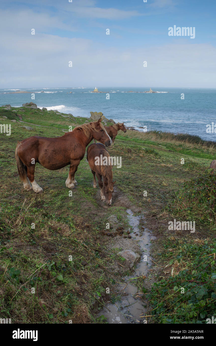Horses in surf hi-res stock photography and images - Alamy