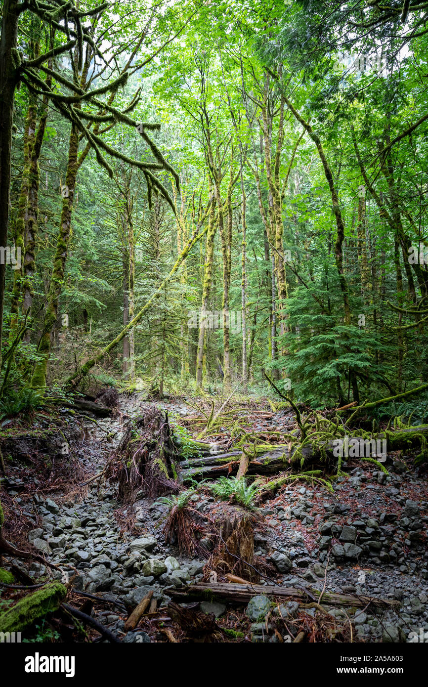 Forest in Canad Stock Photo - Alamy