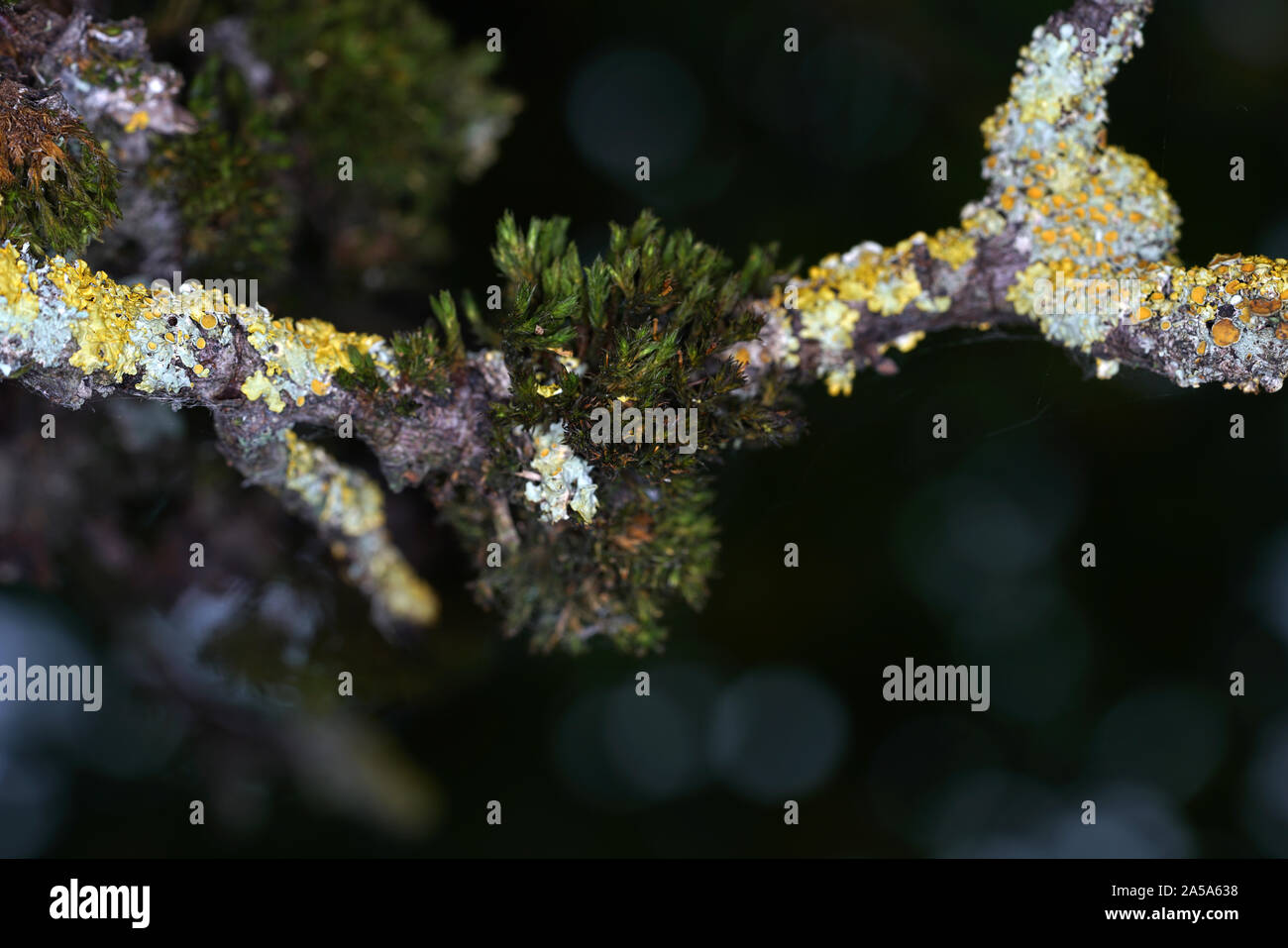 Oak tree fungus disease hi-res stock photography and images - Alamy