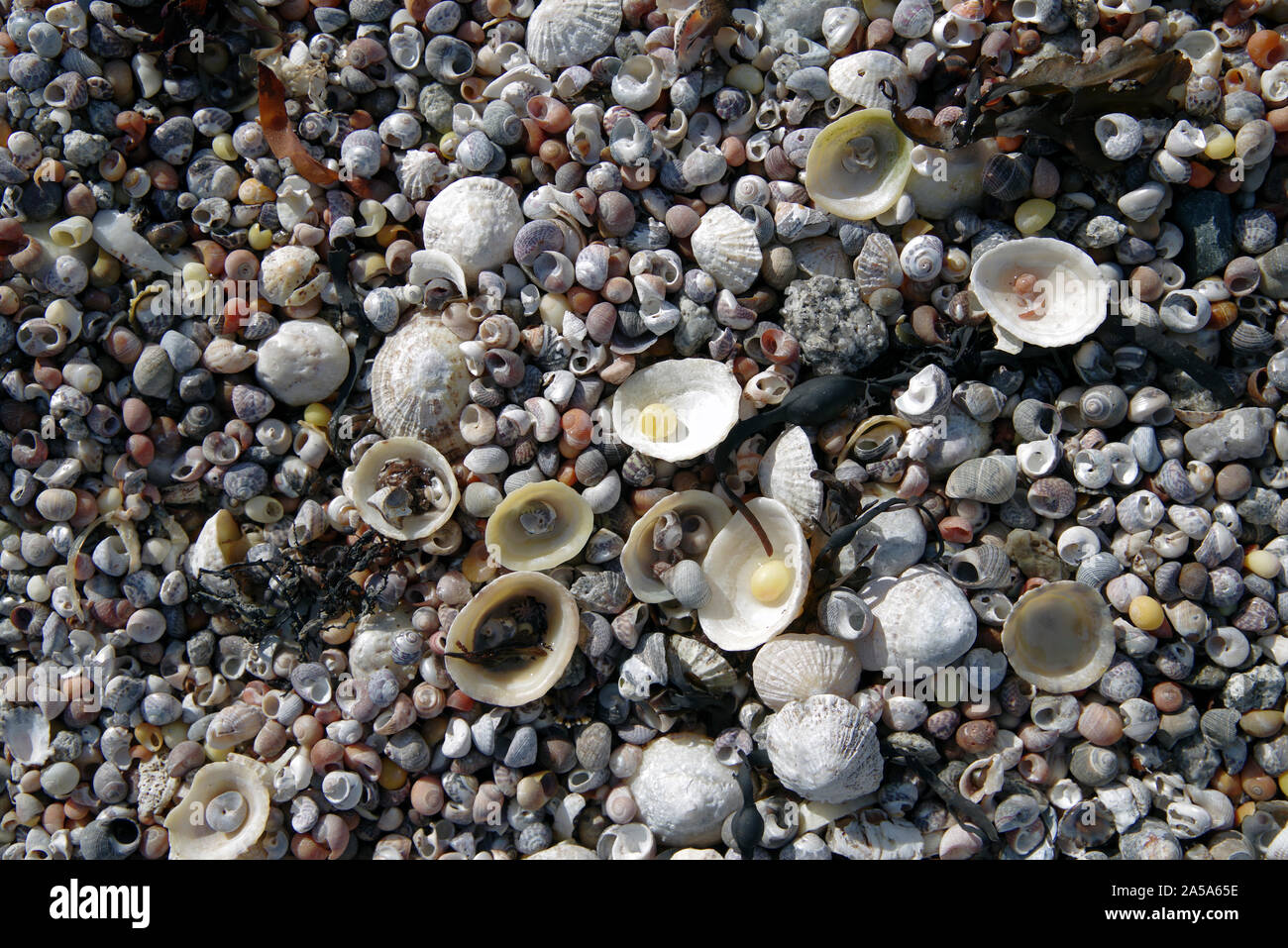 Shells on a beach in Brittanny 3 Stock Photo - Alamy