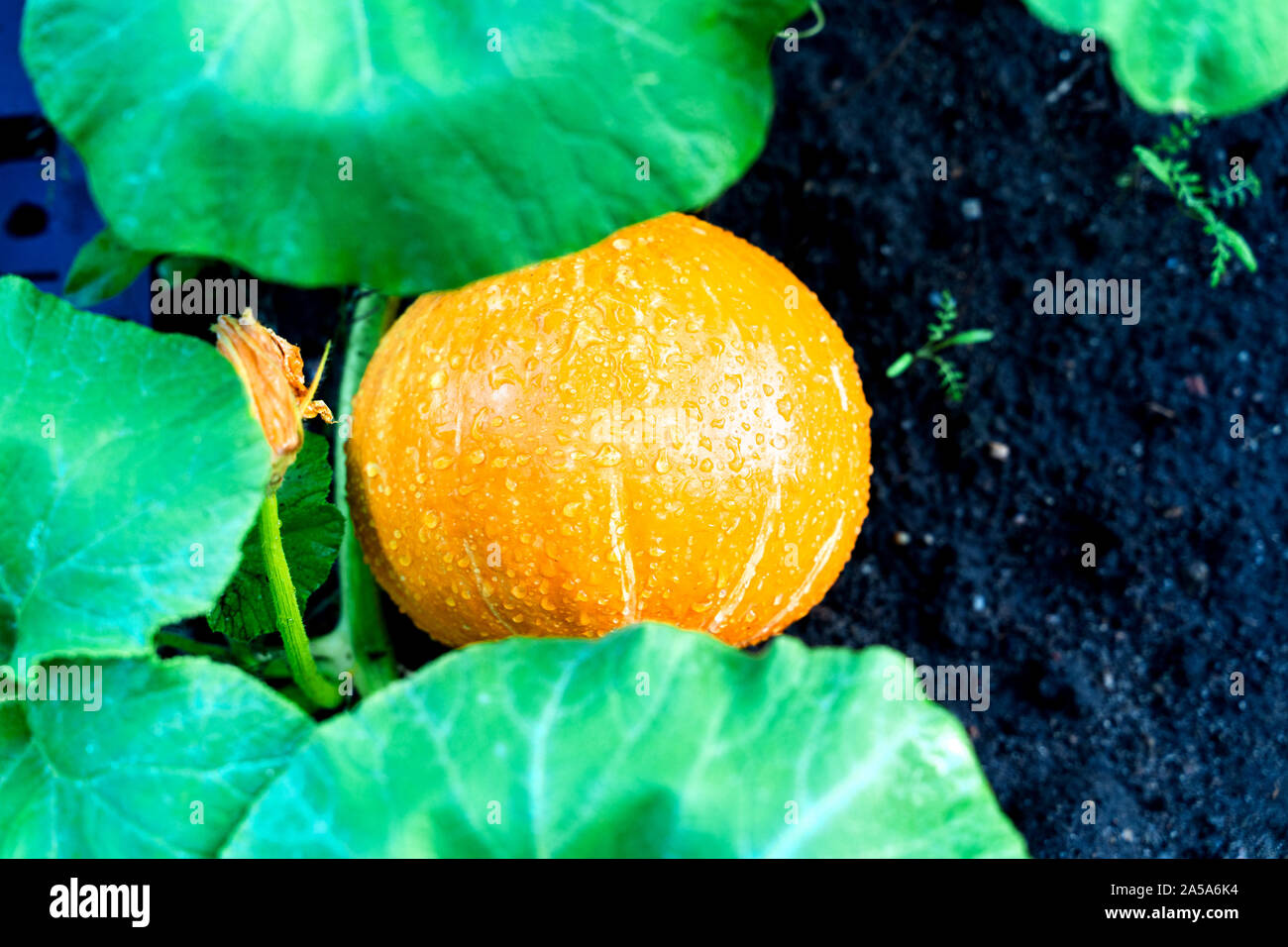 A wet kuri squash on the ground being almost ripe for harvest hidden ...