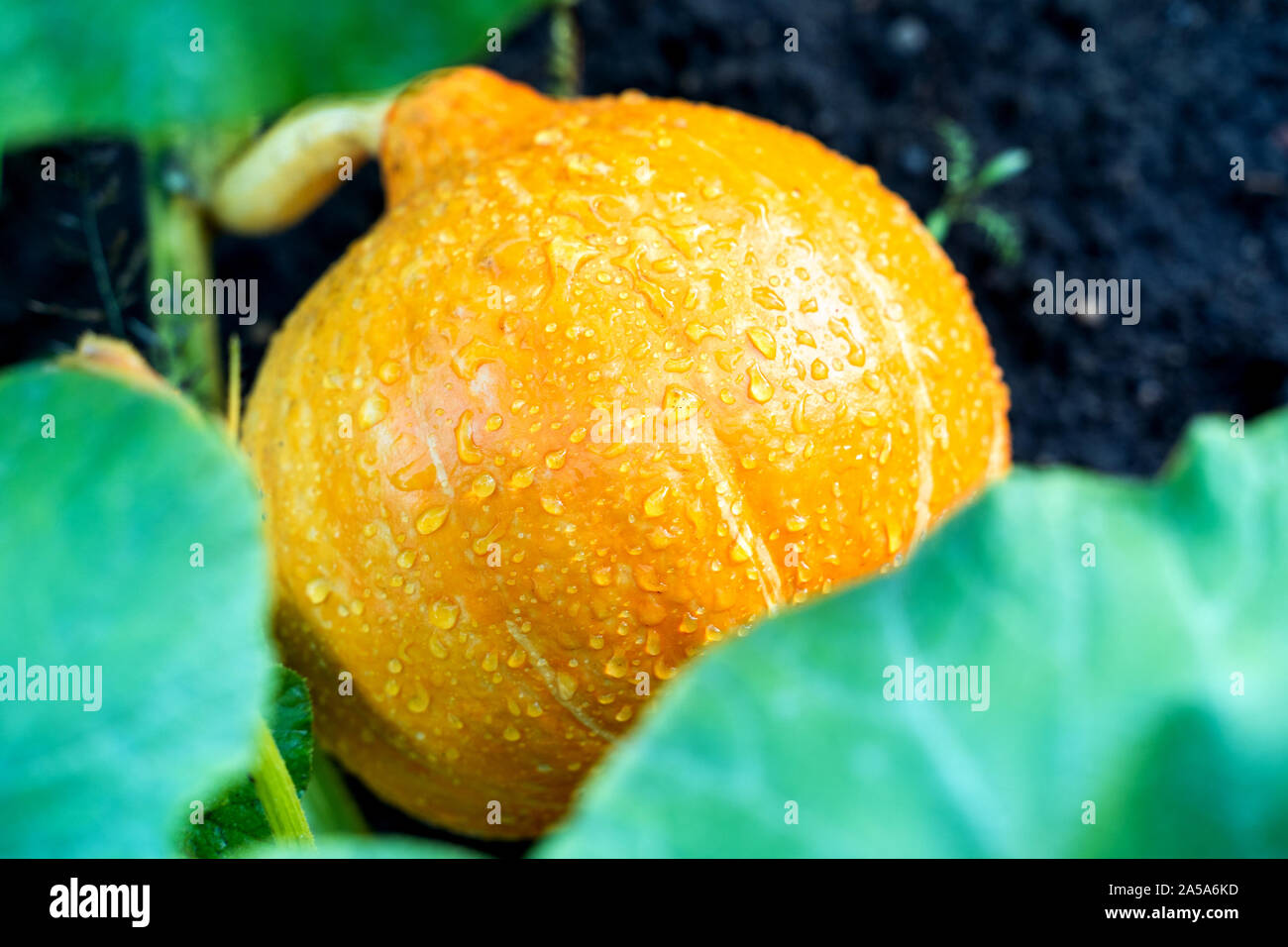 A wet kuri squash on the ground being almost ripe for harvest hidden ...