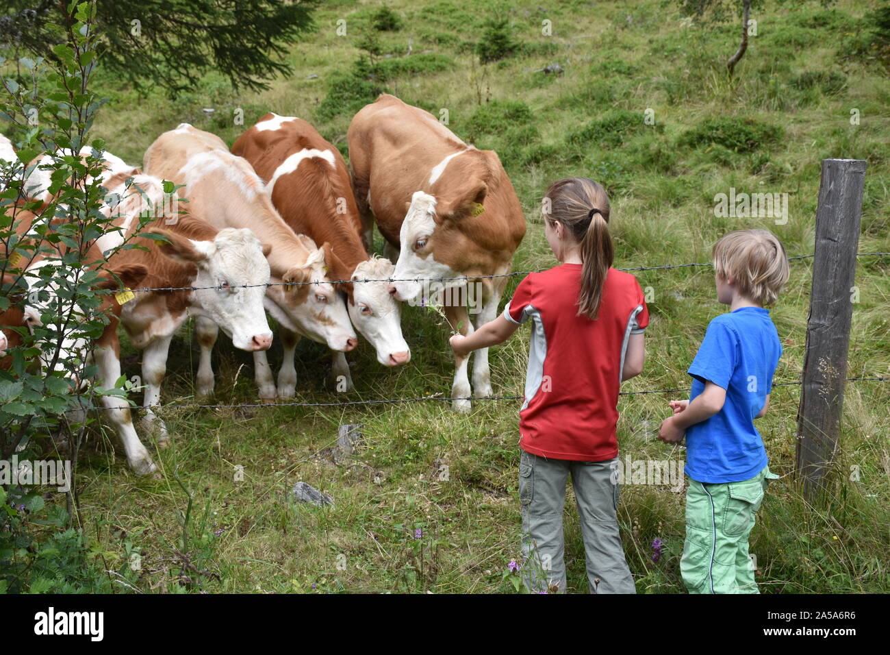 Children feed cattle cow cows hi-res stock photography and images - Alamy