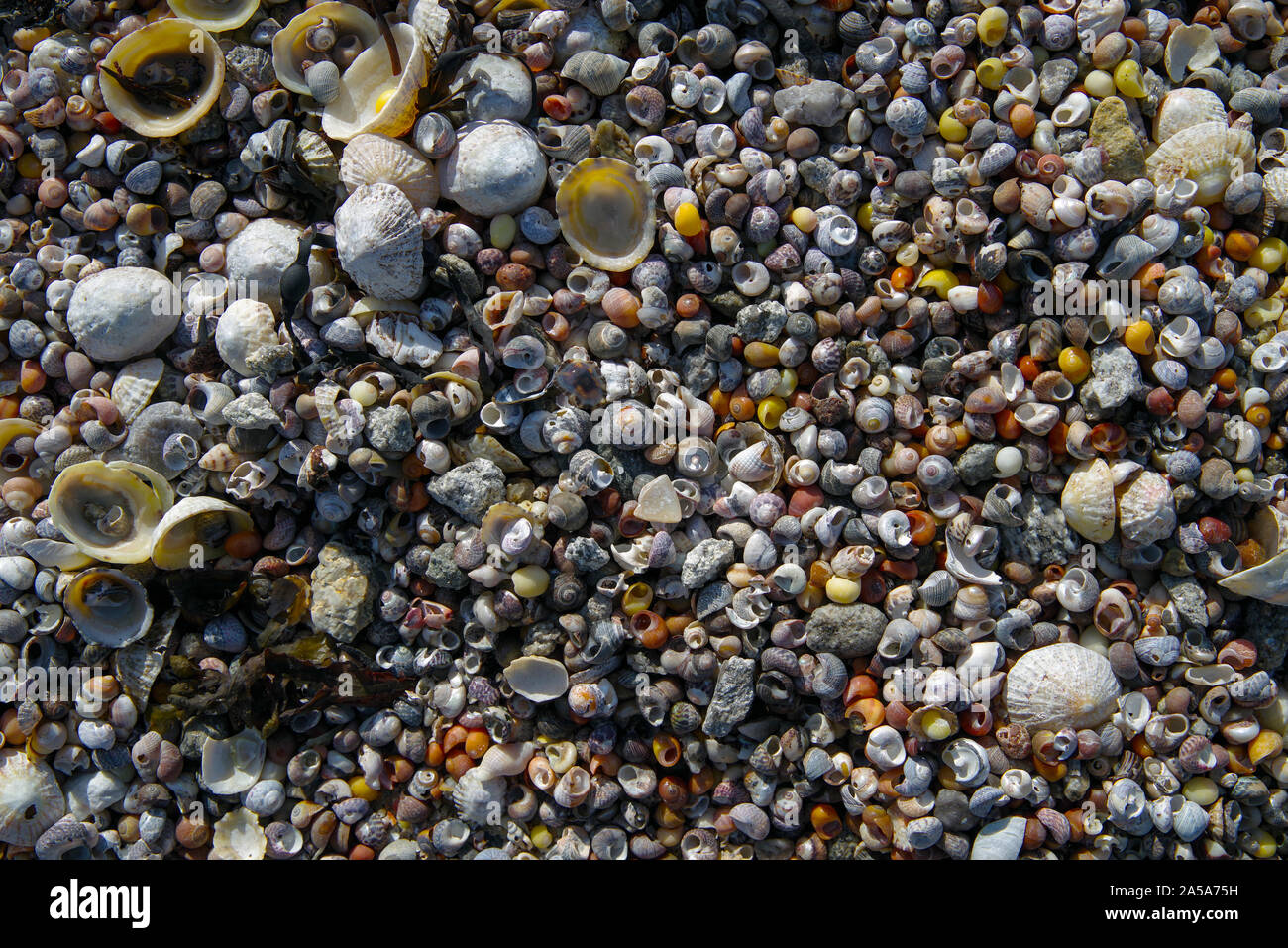 Limpet shell color hi-res stock photography and images - Alamy