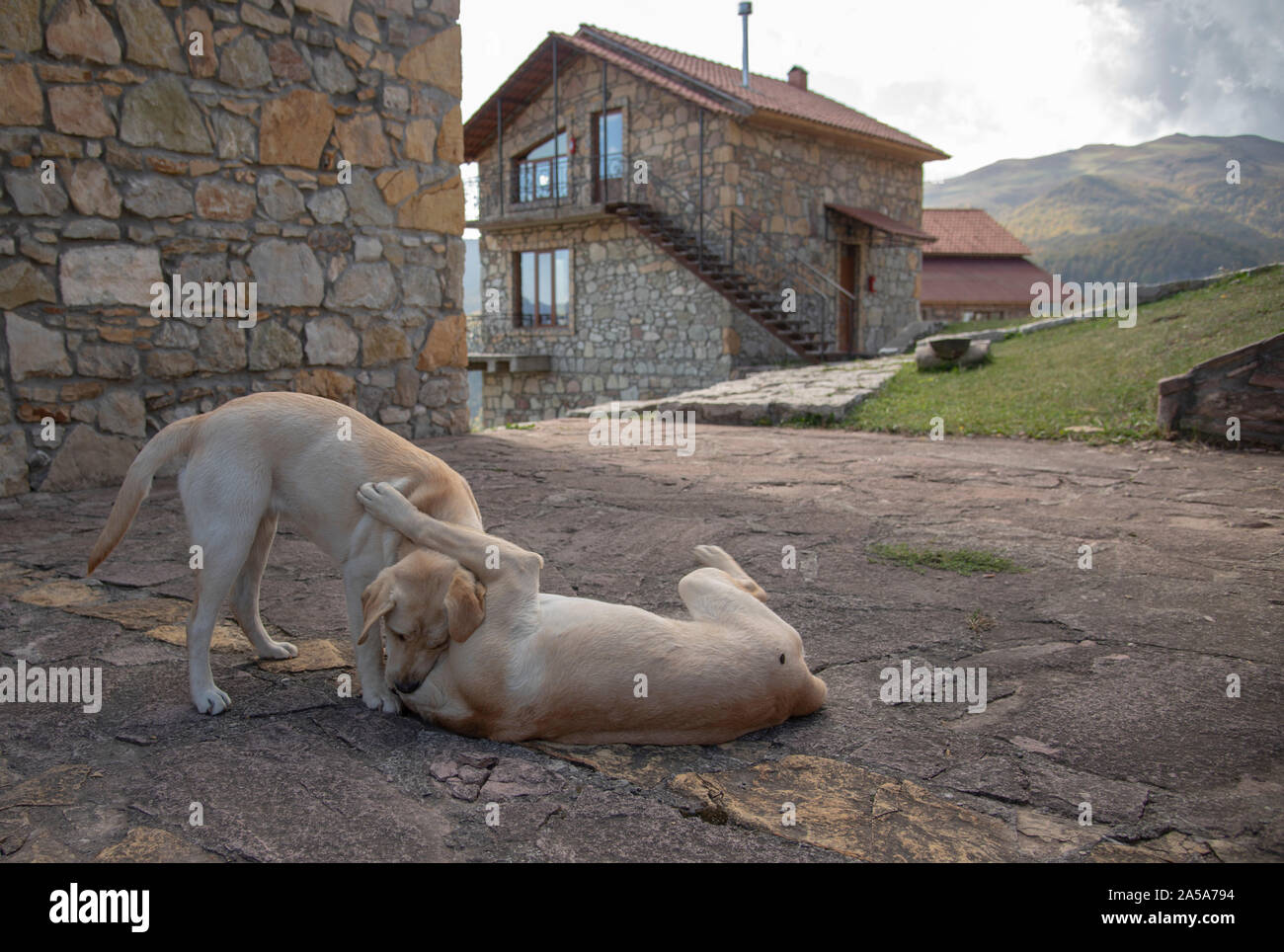 Two Labrador dogs play at home, bite, growl, attack each other Stock ...