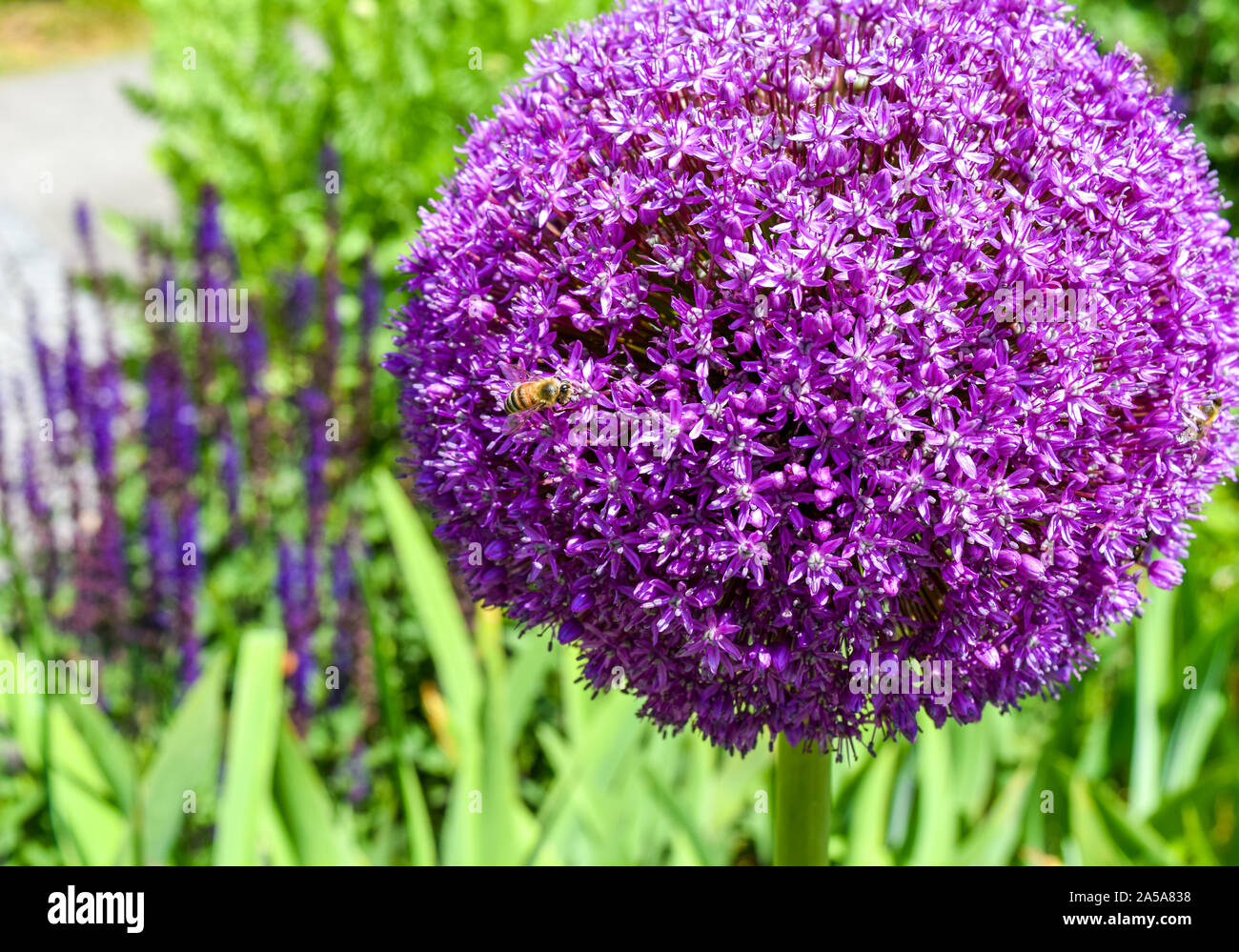 Allium flower bee hi-res stock photography and images - Alamy