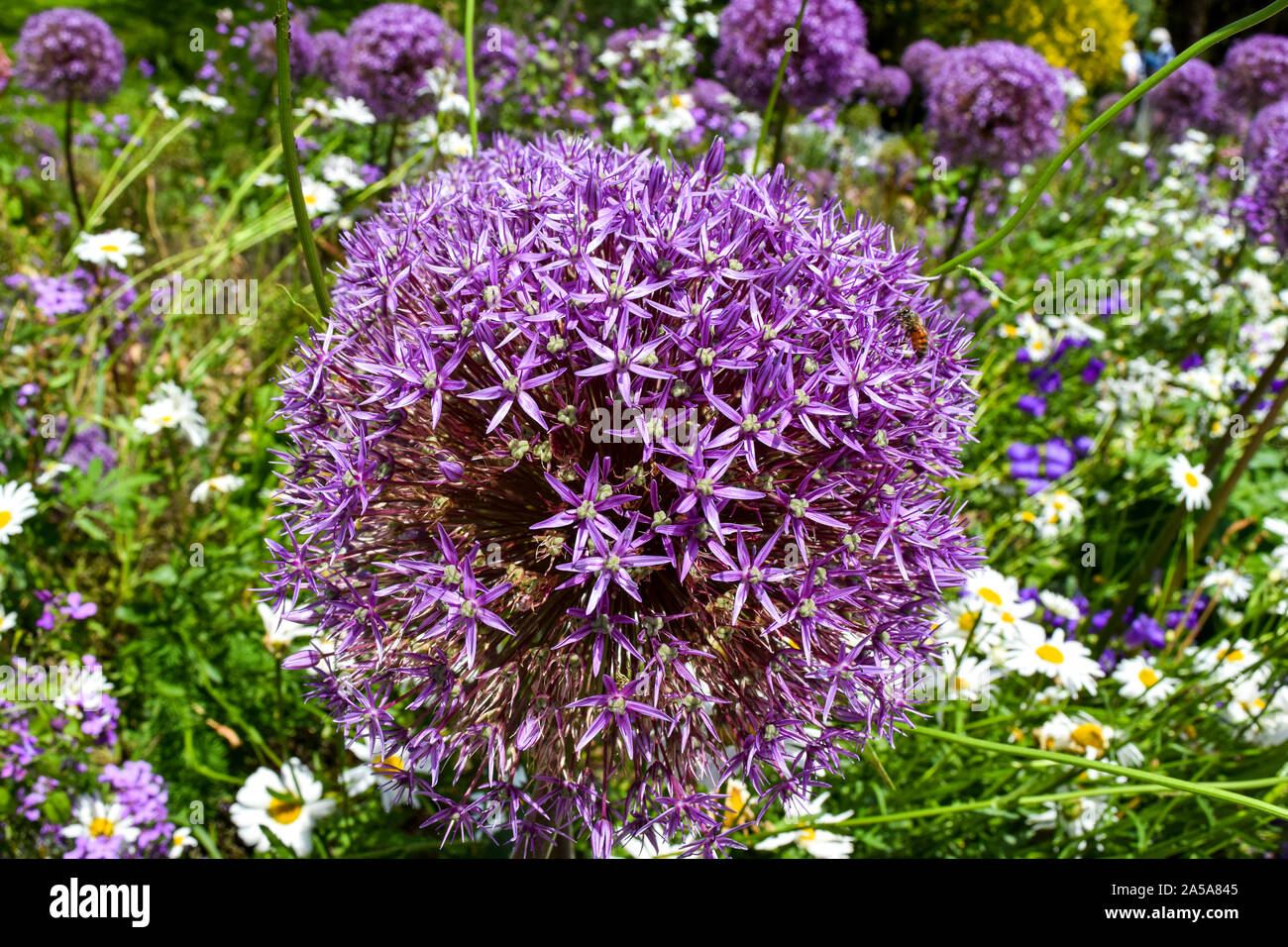 Allium flower in allium field Stock Photo - Alamy