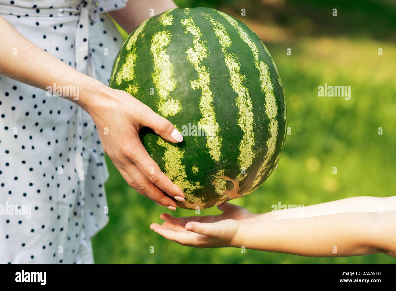 Close up of female's hands give to baby's hands a whole watermelon ...