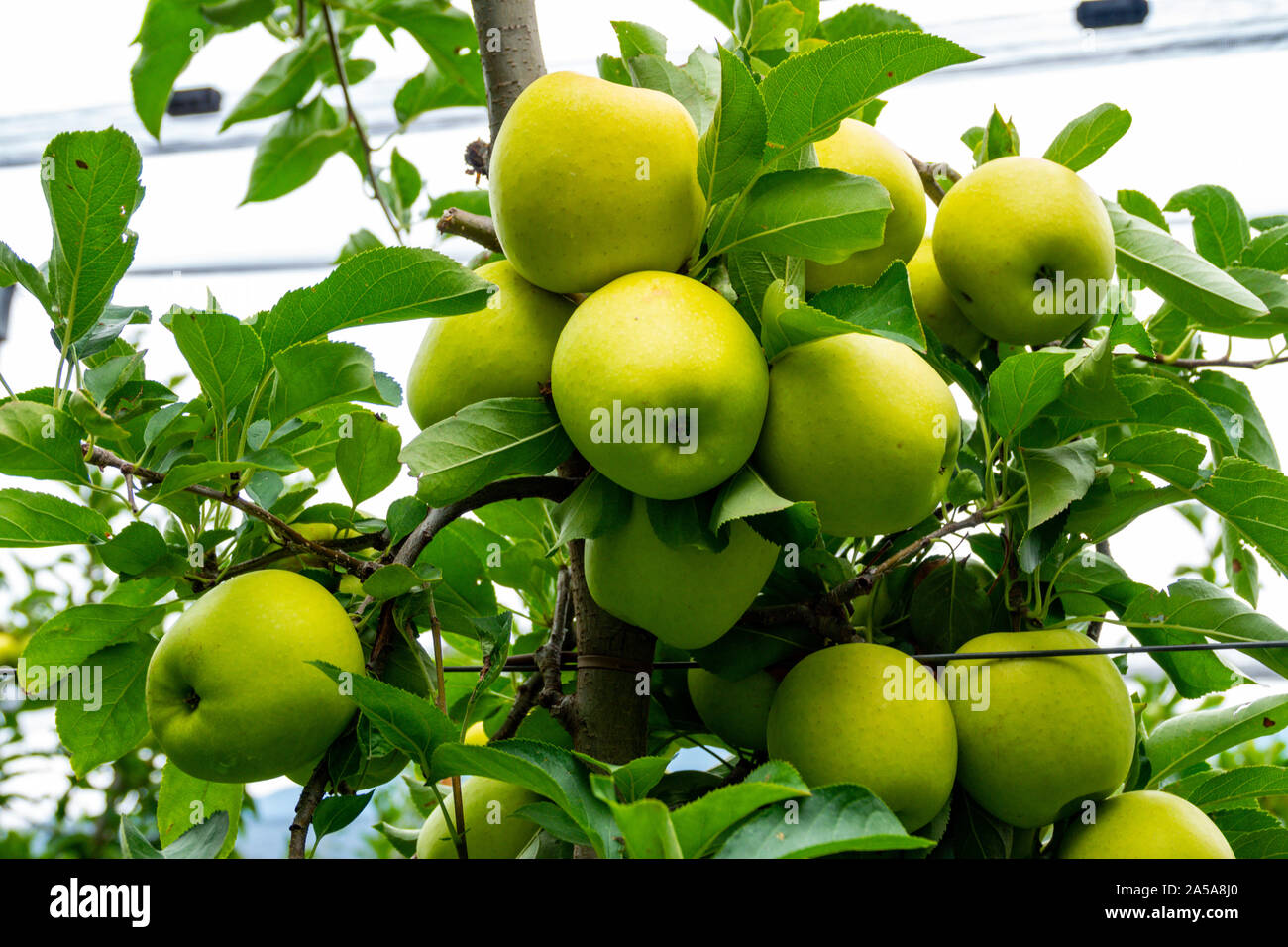 Apples, Fruit growing in orchards in the Trento region of Northern ...