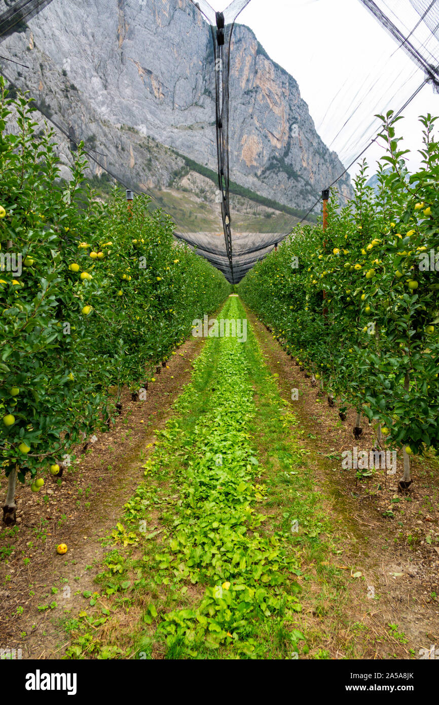 Fruit orchards hi-res stock photography and images - Alamy