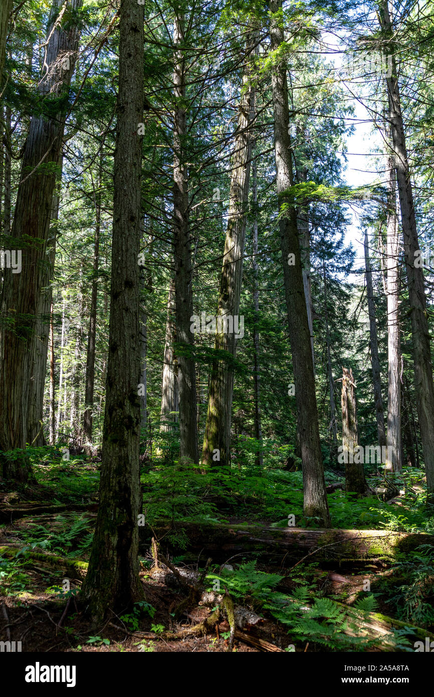 Forest in Canad Stock Photo - Alamy