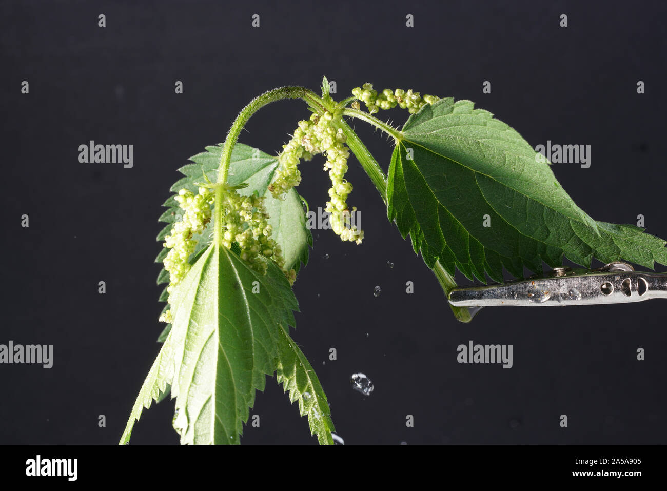 The stinging nettle occurs almost everywhere in Germany and is an ...