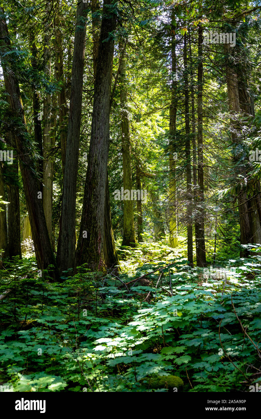 Forest in Canad Stock Photo - Alamy