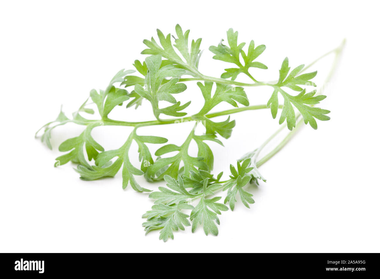 Wormwood herbs hi-res stock photography and images - Alamy