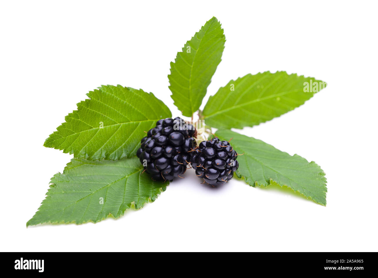 Beautiful fresh organic blackberry hi-res stock photography and images ...
