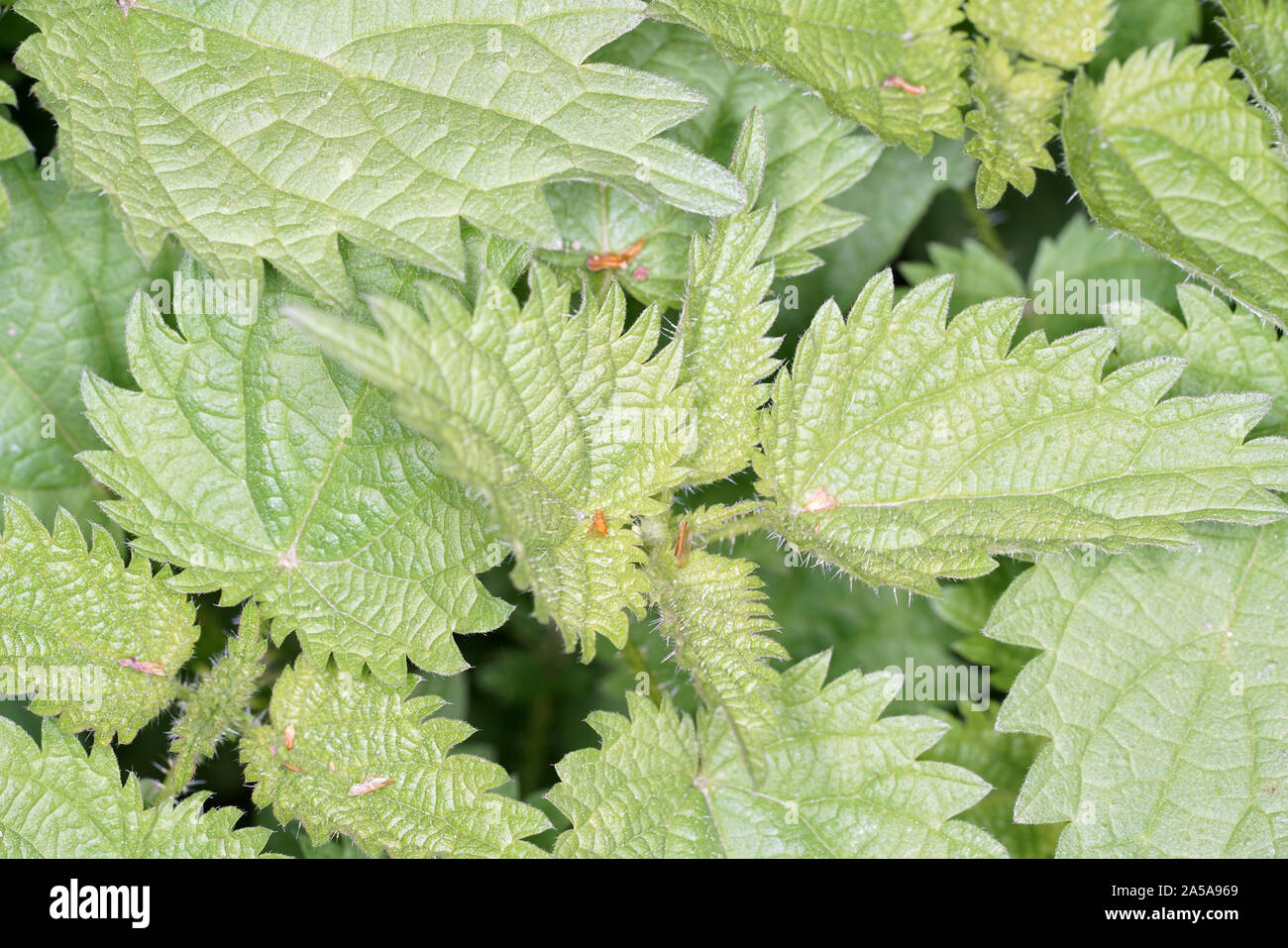 The stinging nettle occurs almost everywhere in Germany and is an ...