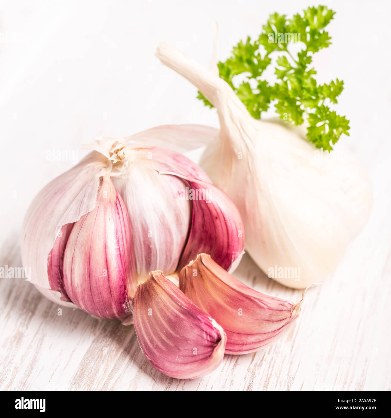Allium sativum plant plants hi-res stock photography and images - Alamy