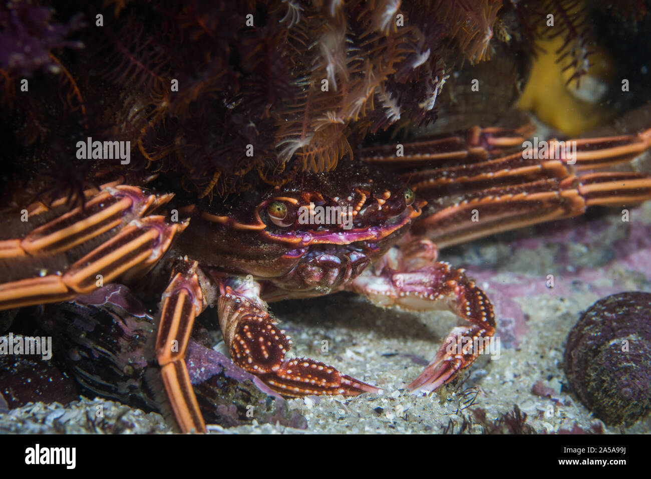 Cape rock crab (Plagusia chabrus) hiding underneath a ledge Stock Photo ...