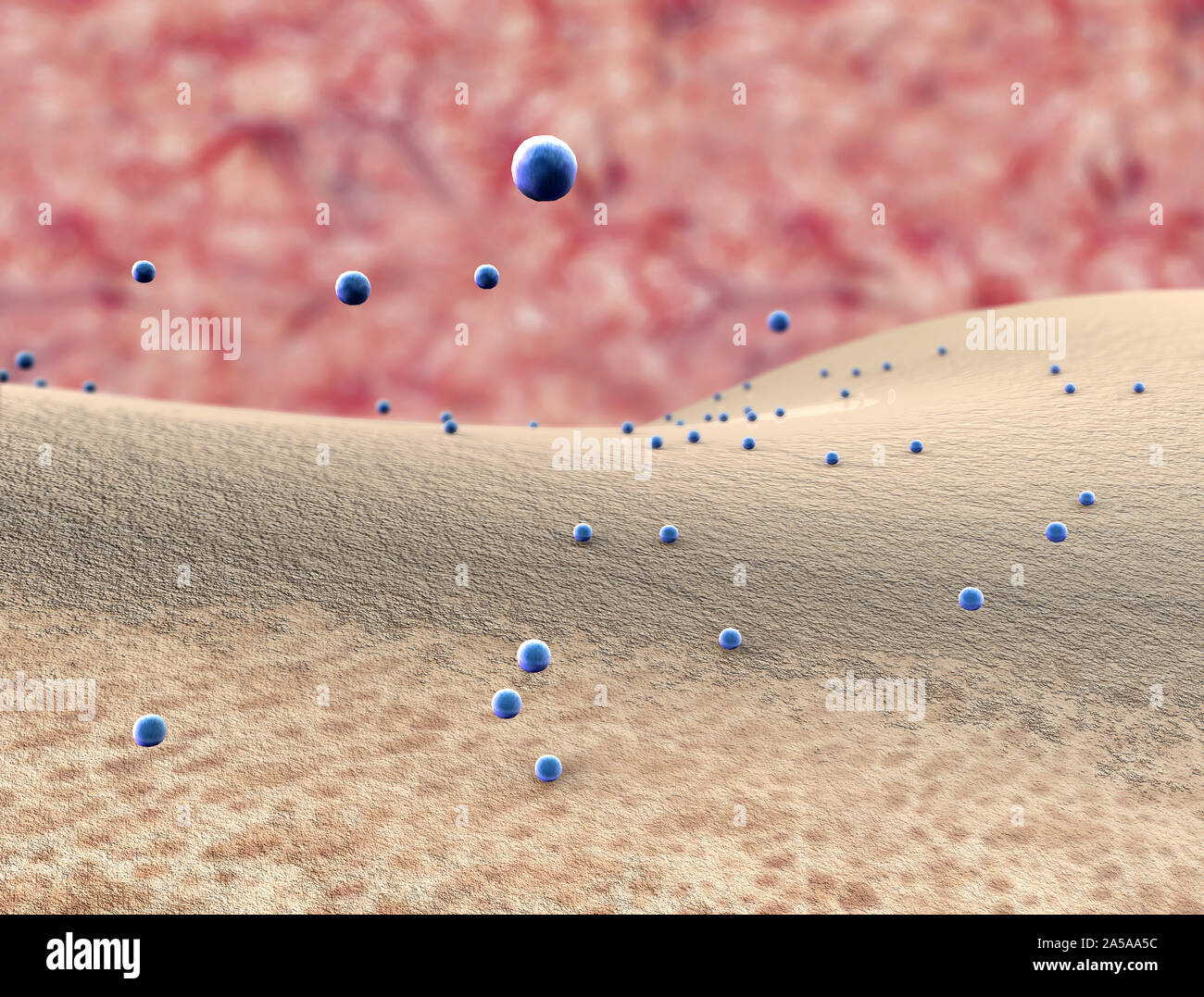 action of the human immune system, field of cells, macrophages attack ...