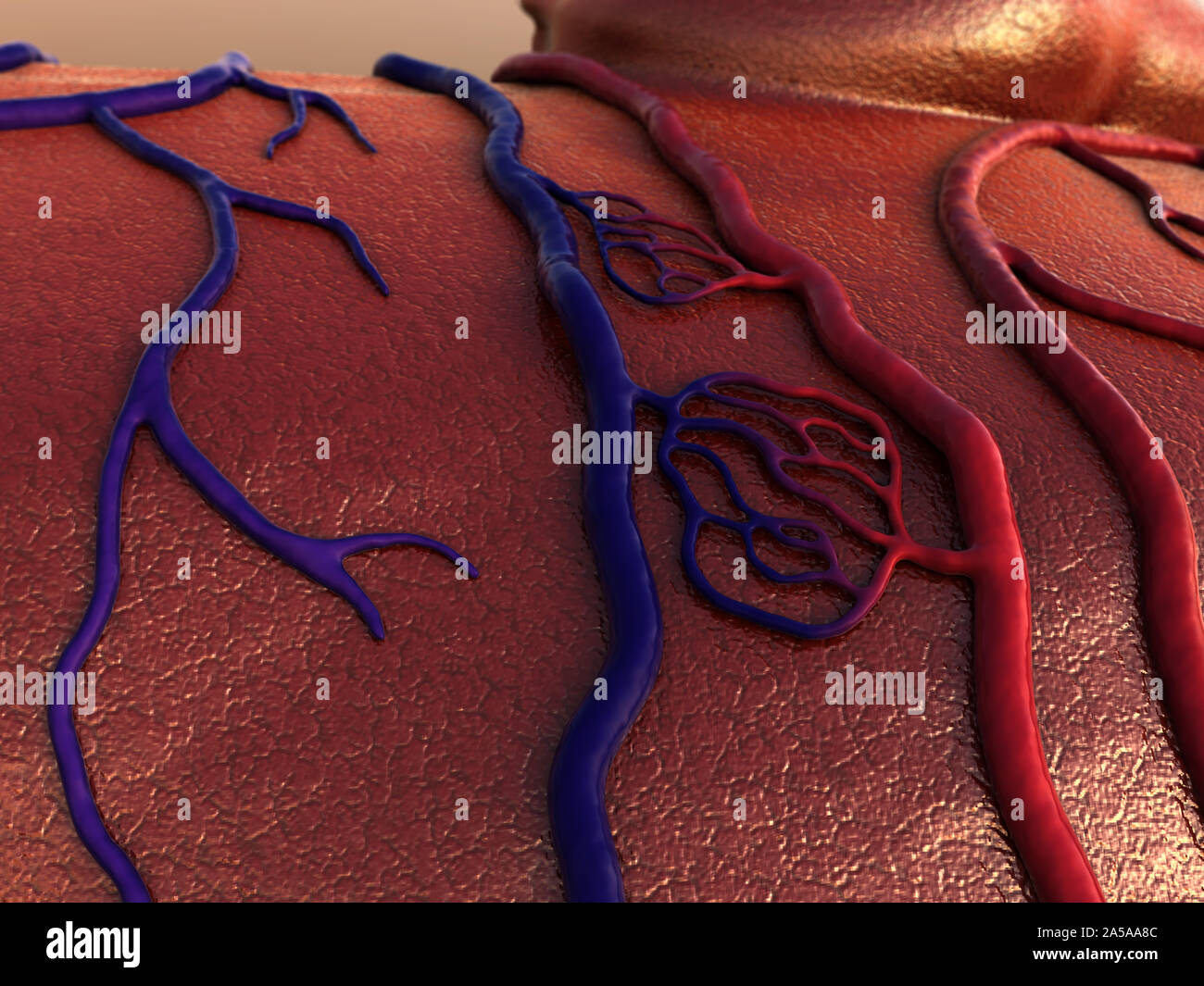 circulatory system, Capillary, blood vessel Stock Photo - Alamy