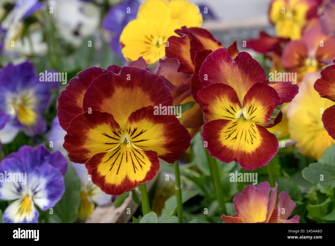Blossoming burgundy flowers hi-res stock photography and images - Alamy