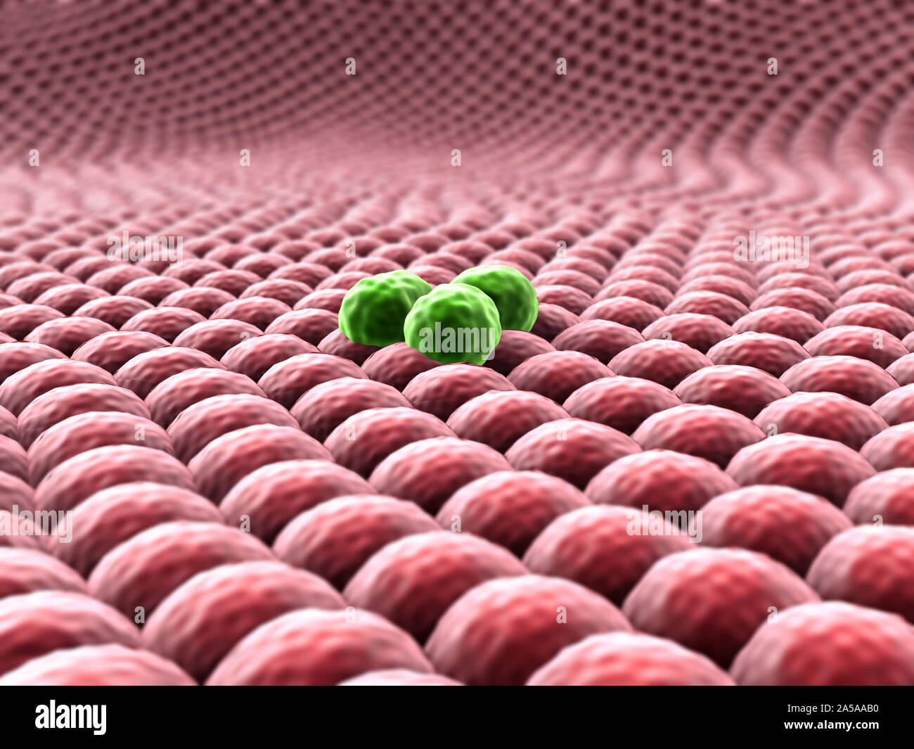 multiplication of cells, Microscopic image of cells, division of cancer ...