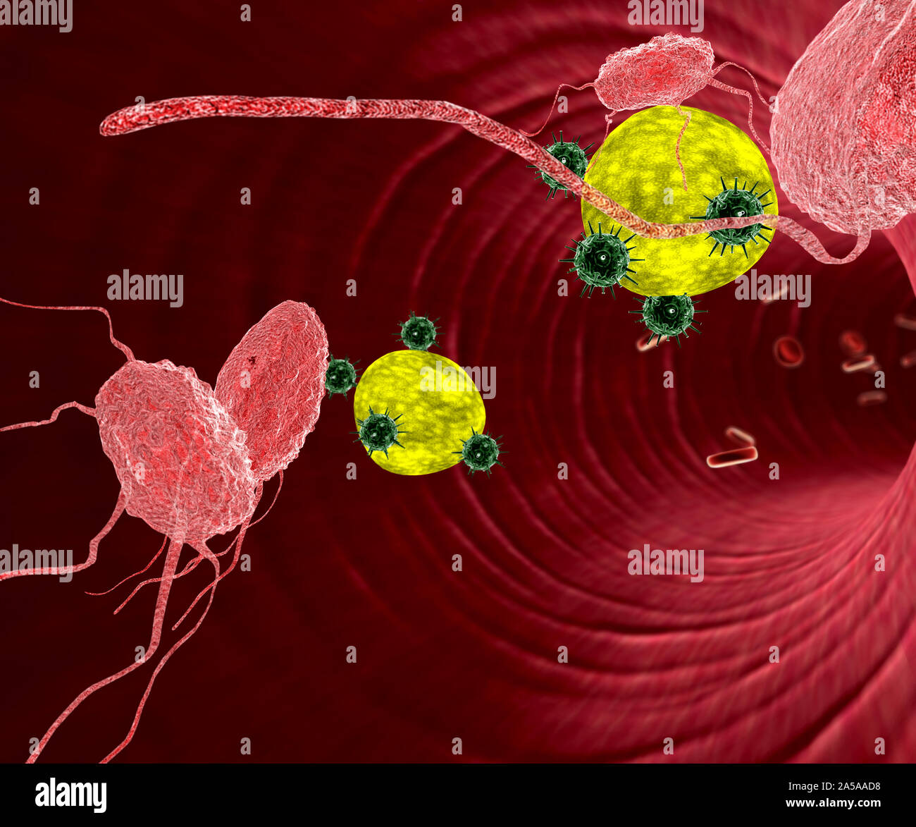 inside the blood vessel, High quality 3d render of blood cells ...