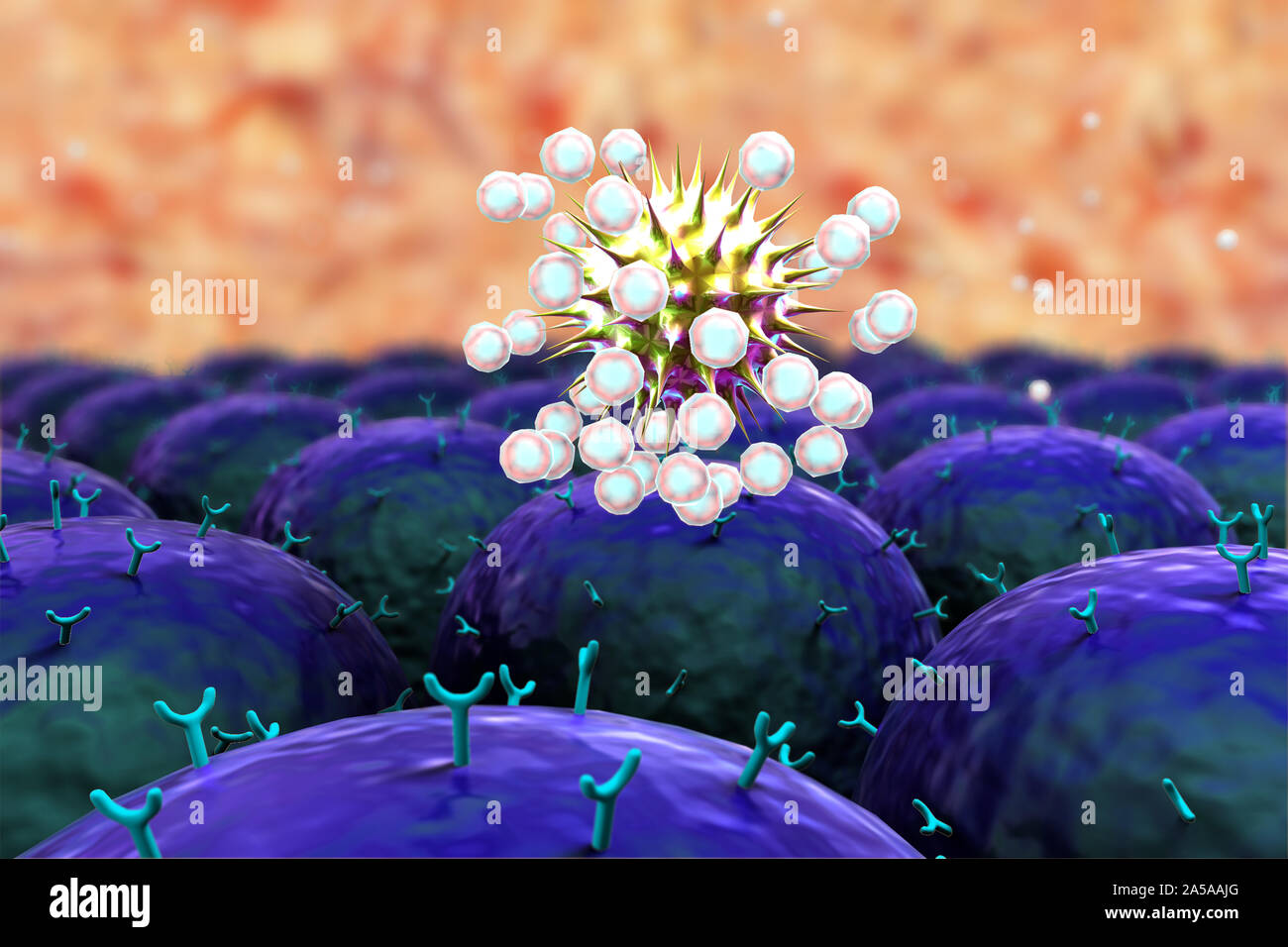 Human Immune System attack the virus Stock Photo - Alamy