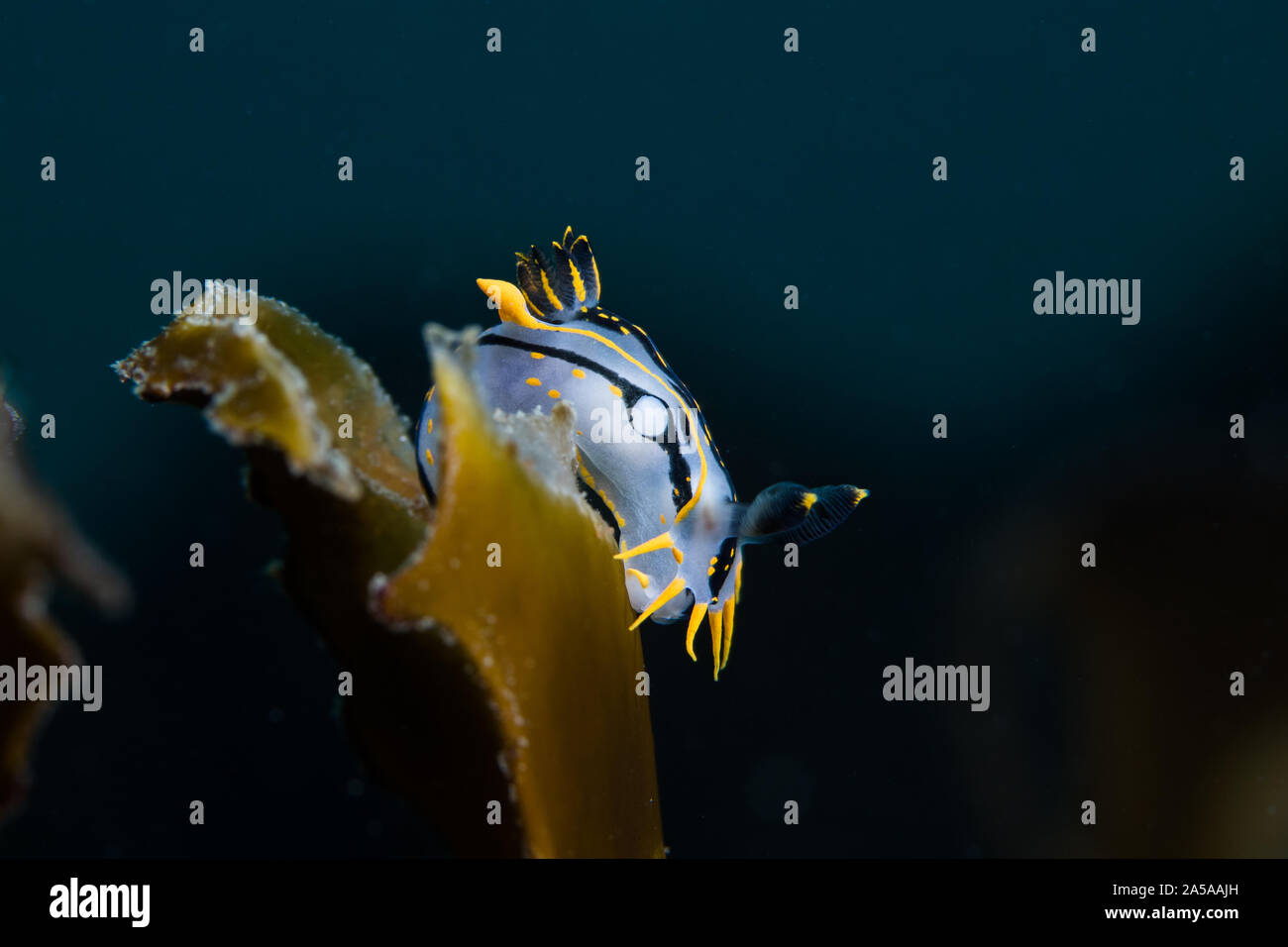 Crowned nudibranch hi-res stock photography and images - Alamy
