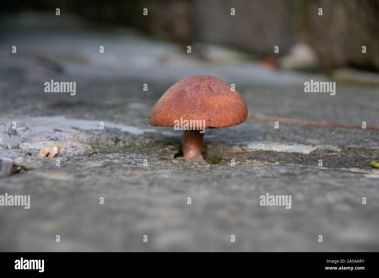 A mushroom growing in paving slabs Stock Photo - Alamy
