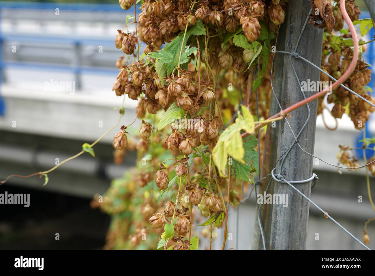 Hops is a plant genus of the hemp family and is used for beer brewing ...