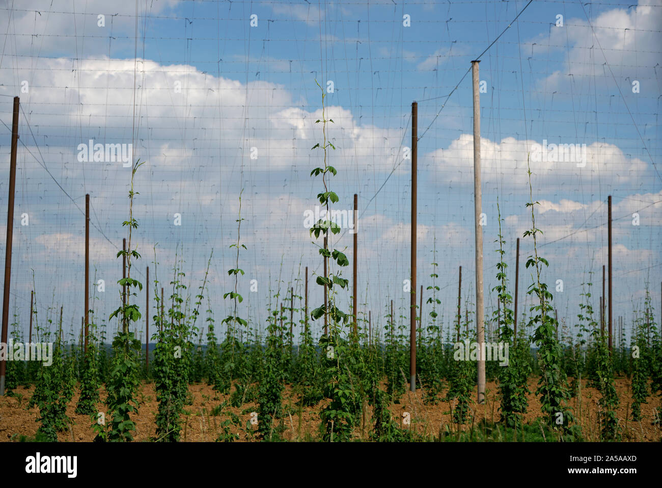 Hops is a plant genus of the hemp family and is used for beer brewing ...