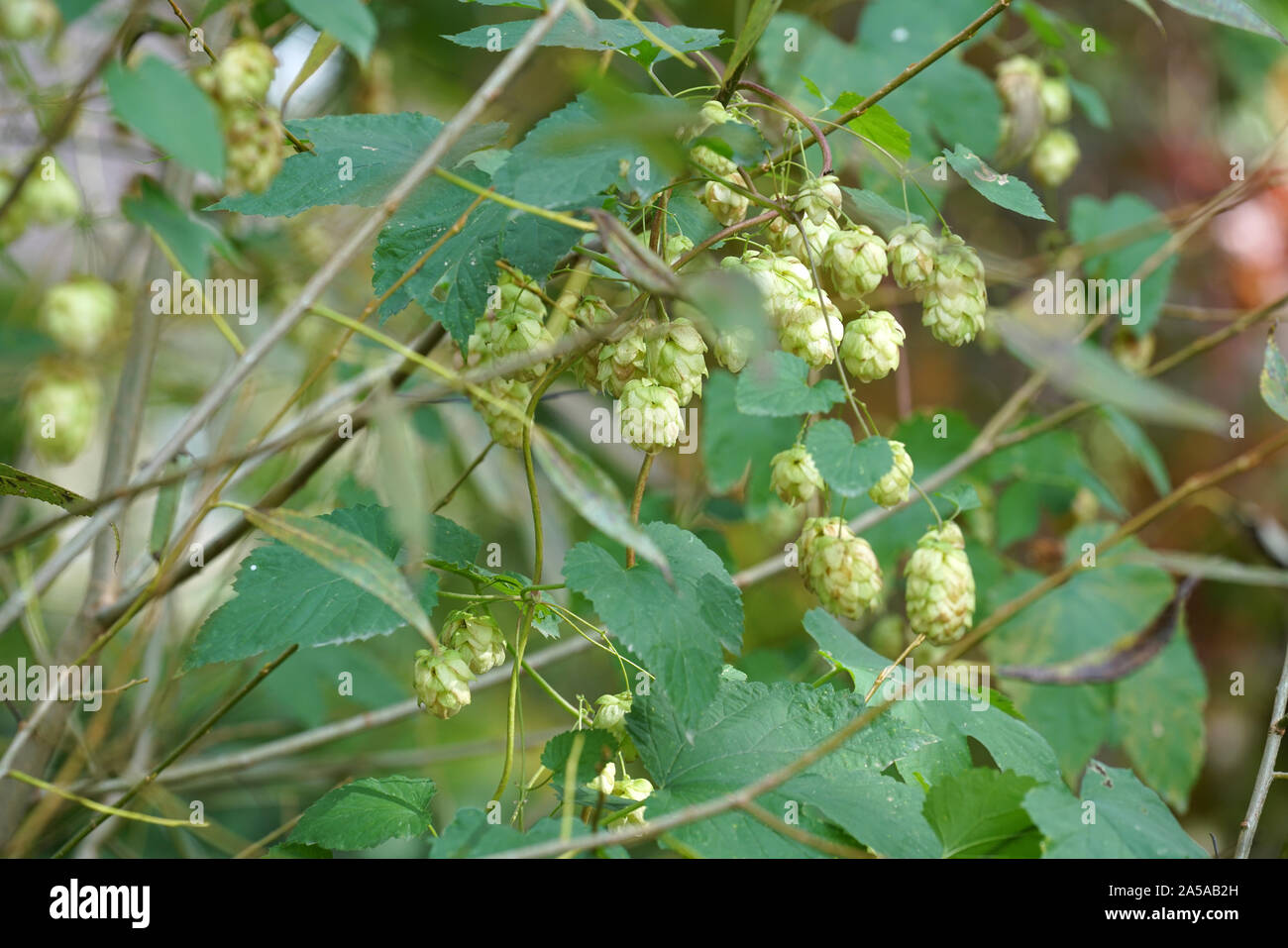 Hops is a plant genus of the hemp family and is used for beer brewing ...