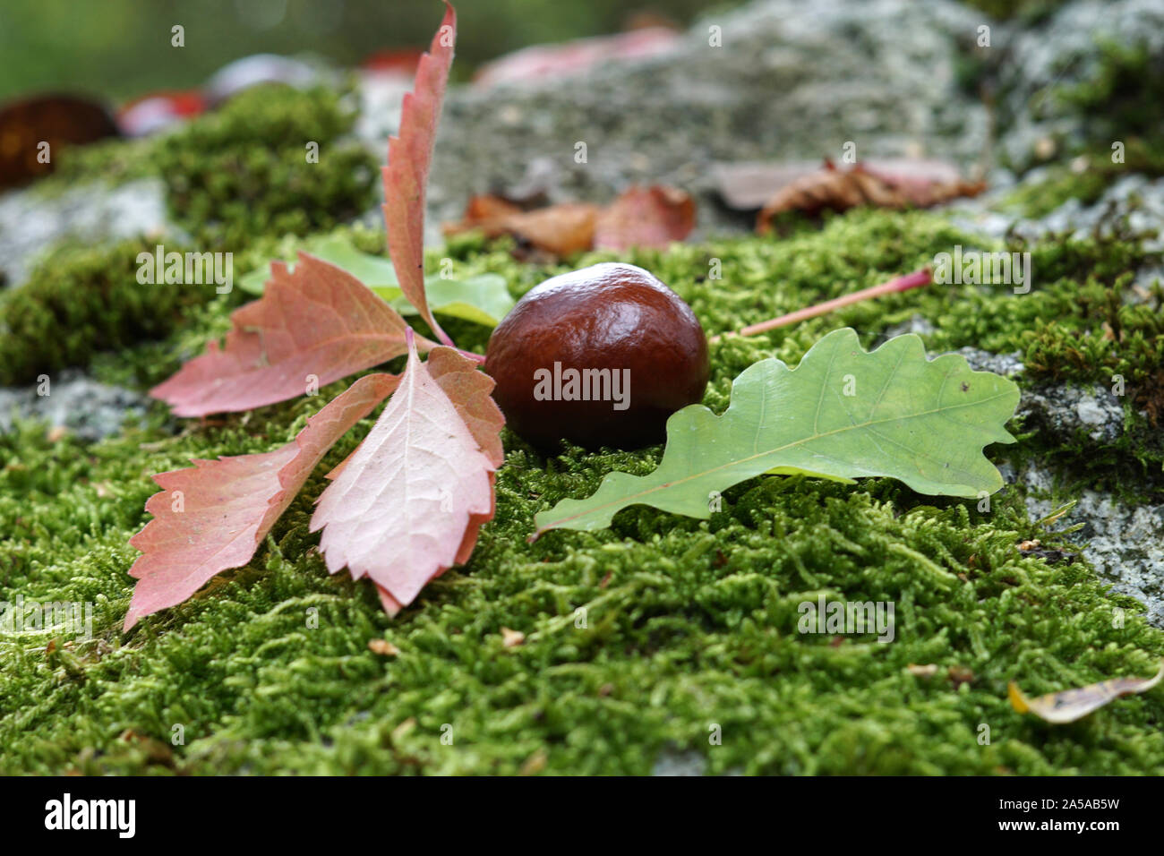 Chestnut with colorful leaves autumn colored photographed in the great ...