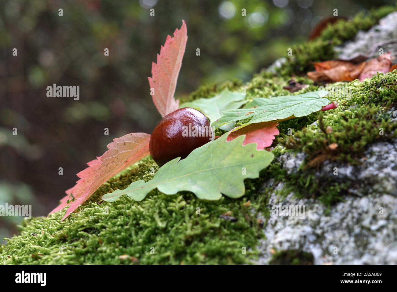 Chestnut with colorful leaves autumn colored photographed in the great ...