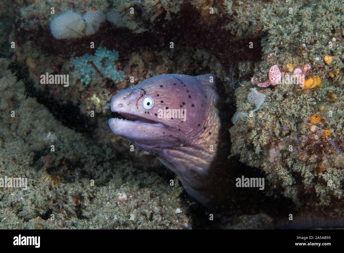 Geometric moray eel hi-res stock photography and images - Alamy