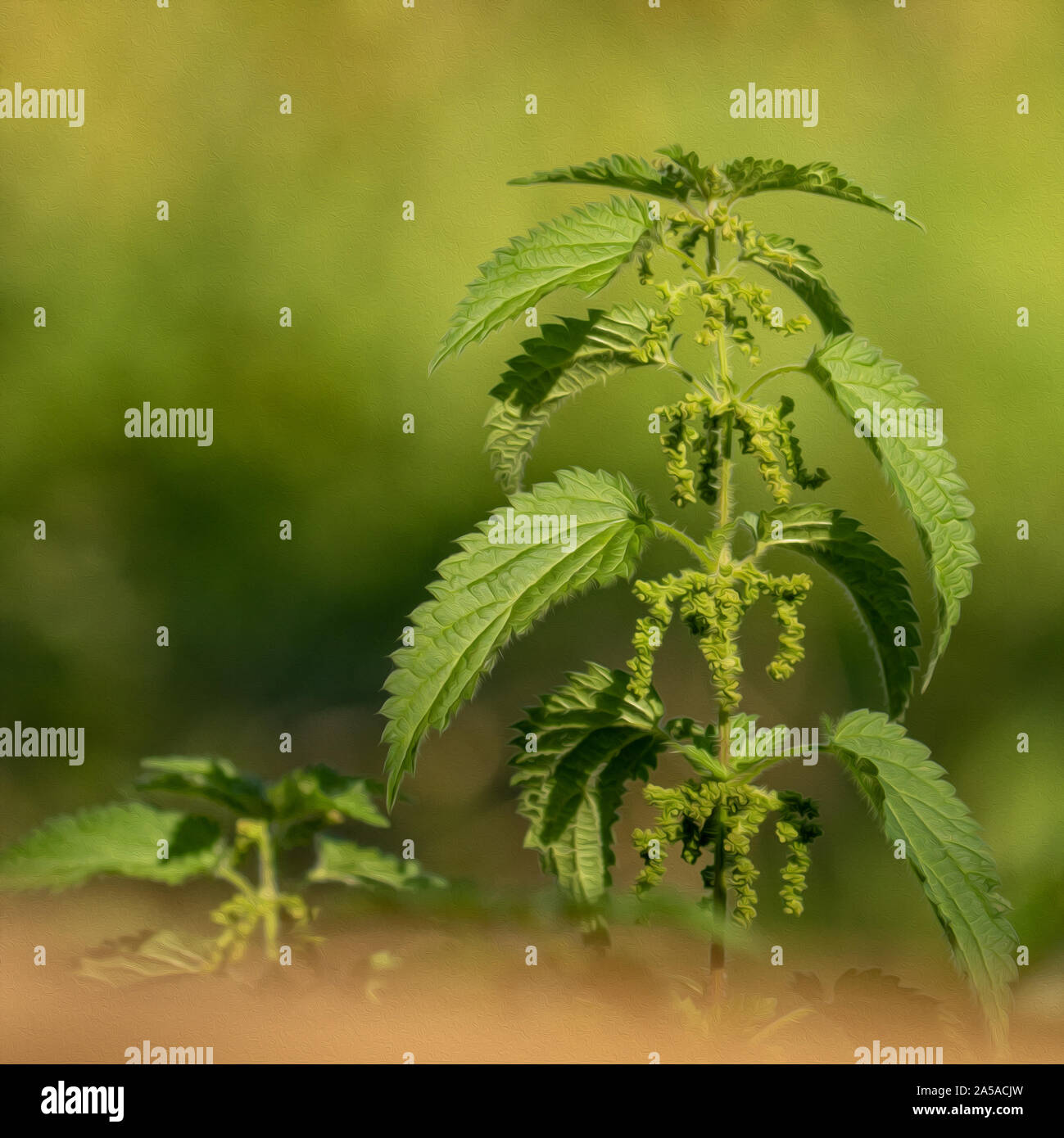 Nettle weeds hi-res stock photography and images - Alamy