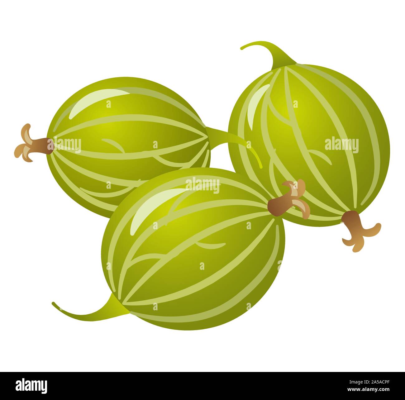 illustration of the gooseberry on a white background Stock Vector Image ...