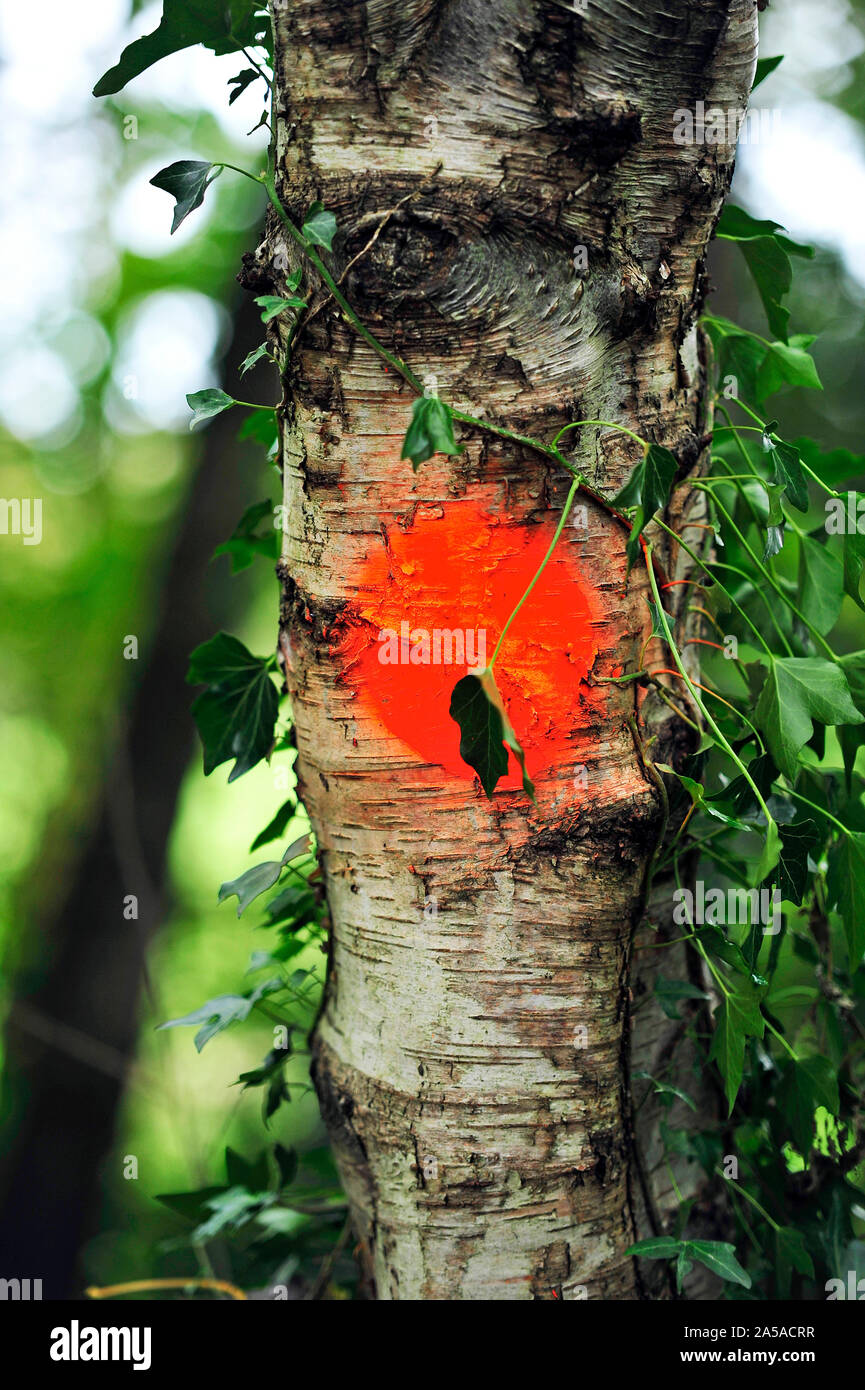 Woodland tree marked with red spot for removal Stock Photo - Alamy