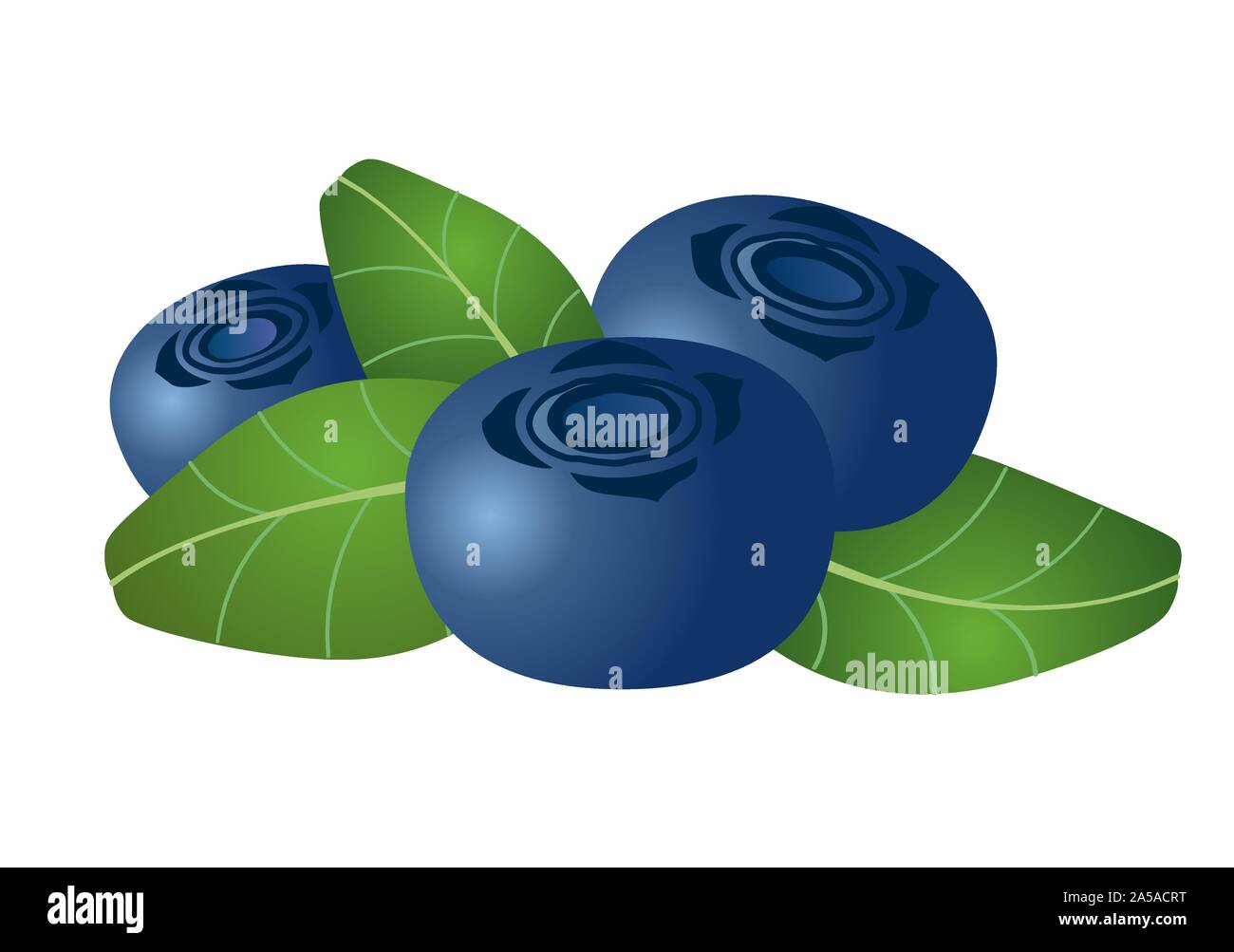 illustration of the blueberry on the white background Stock Vector ...