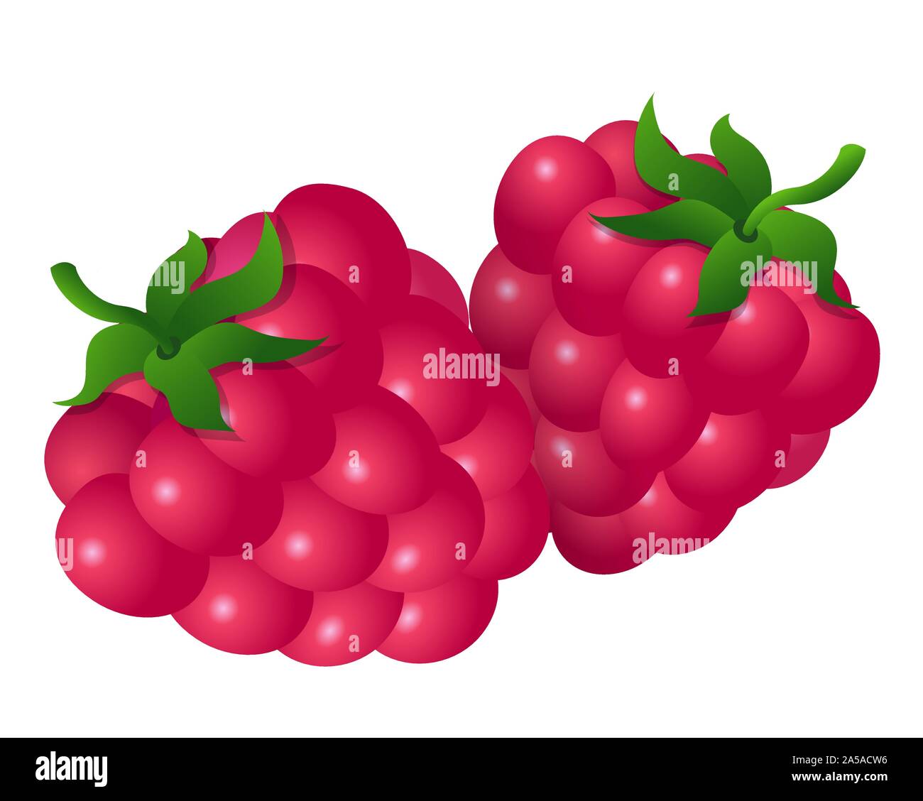 illustration of the two raspberries on the white background Stock ...