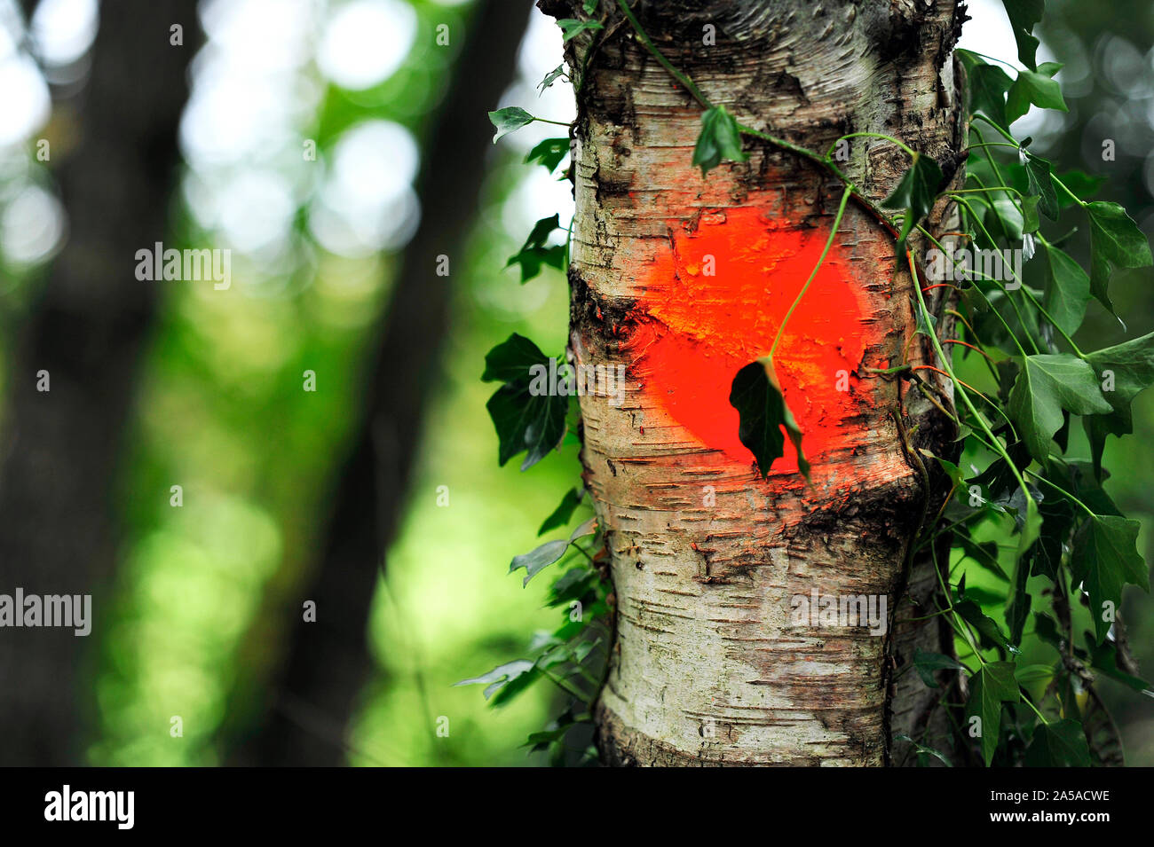 Woodland tree marked with red spot for removal Stock Photo - Alamy
