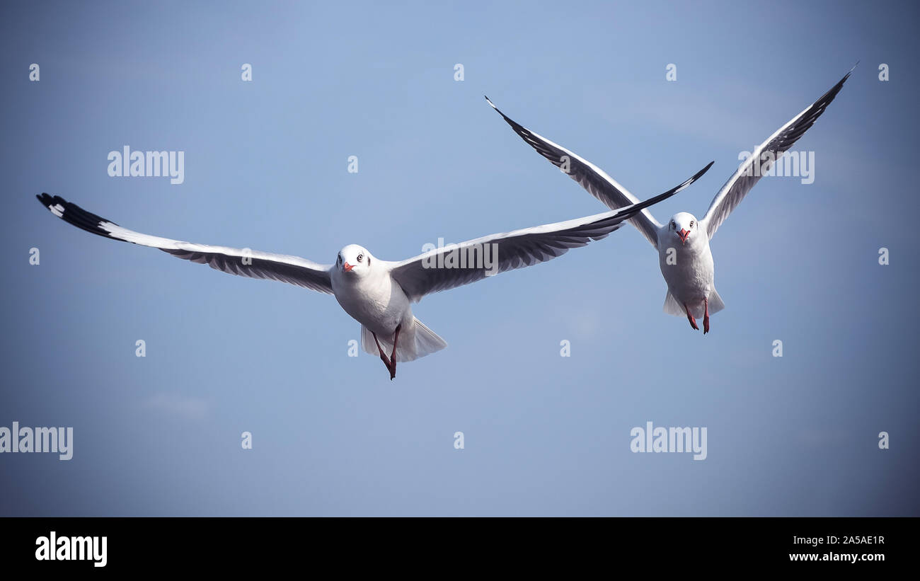 Closeup image of two seagulls flying in the blue sky Stock Photo - Alamy