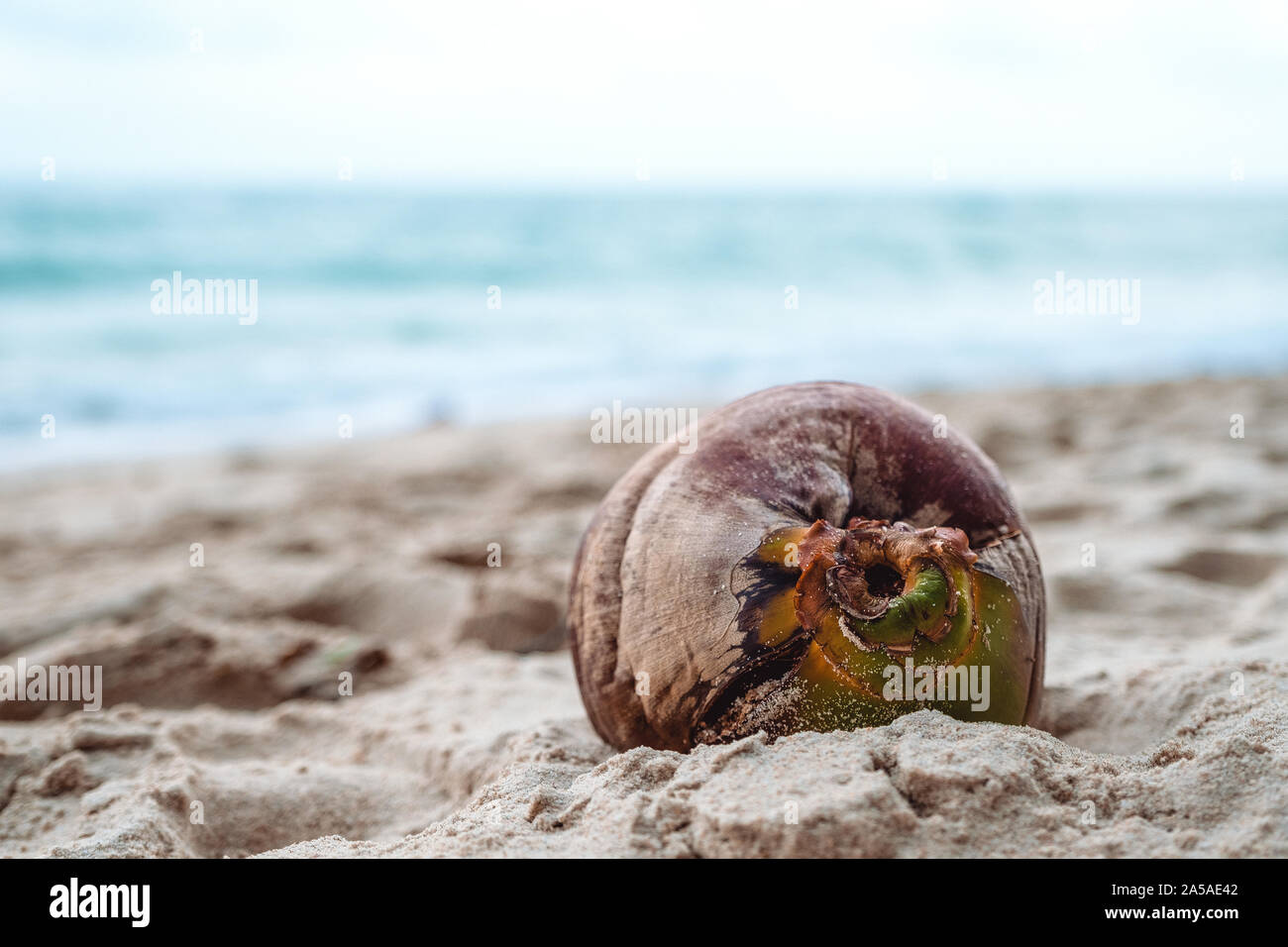 Closeup image of a coconut on the beach with blue sea background Stock ...