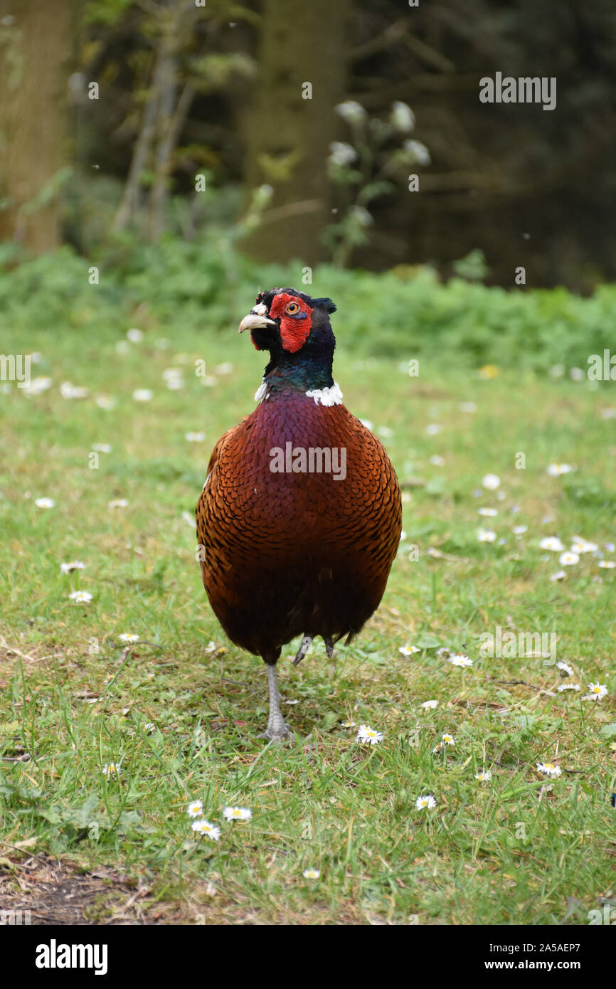 Pheasant standing on one leg as he walks Stock Photo - Alamy