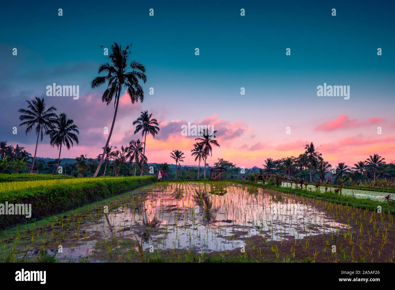 Rice fields of Bali, amazing landscape of a rice terrace in the water ...