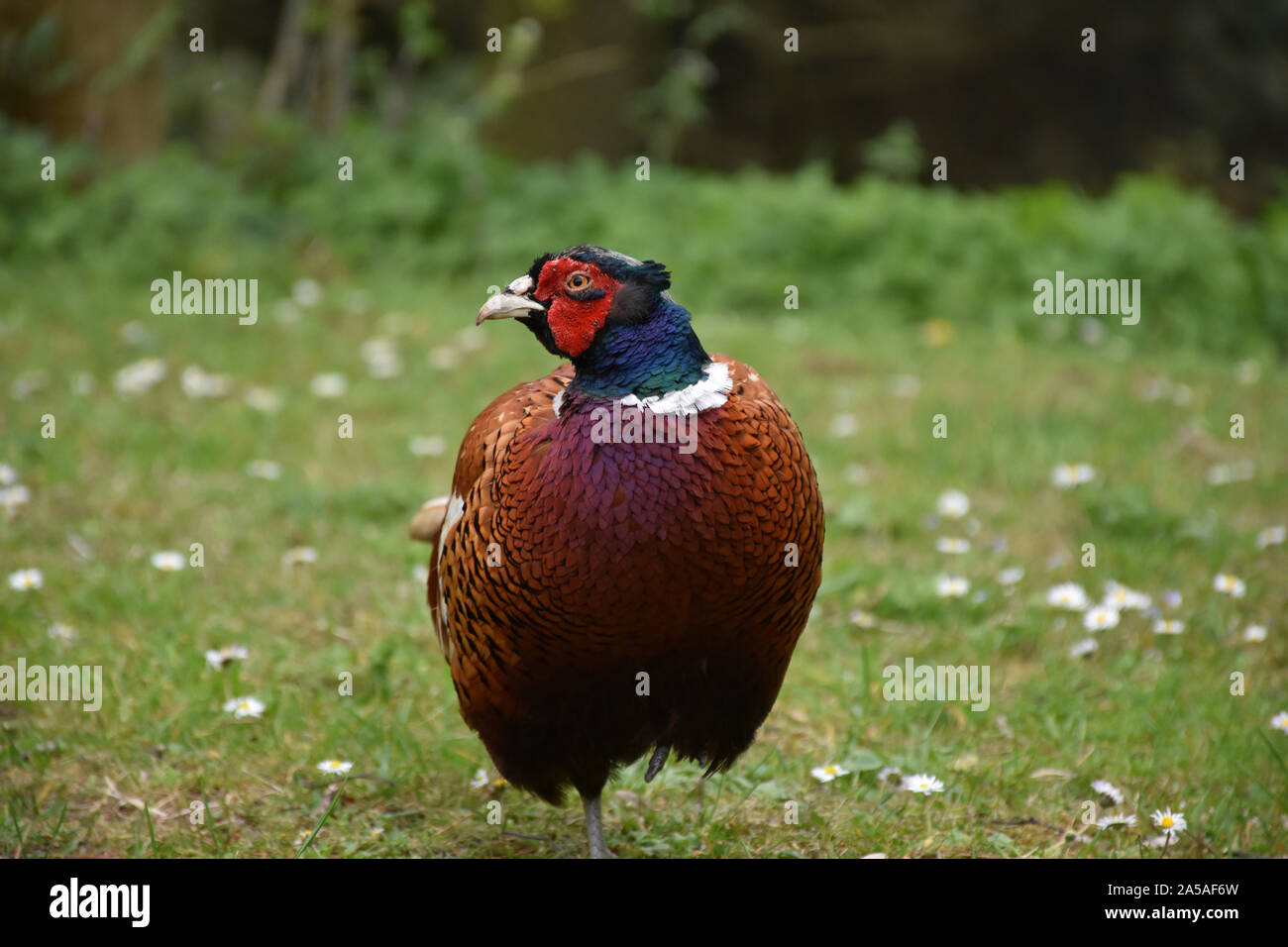 Beautiful colorful stunning pheasant standing on one foot Stock Photo ...