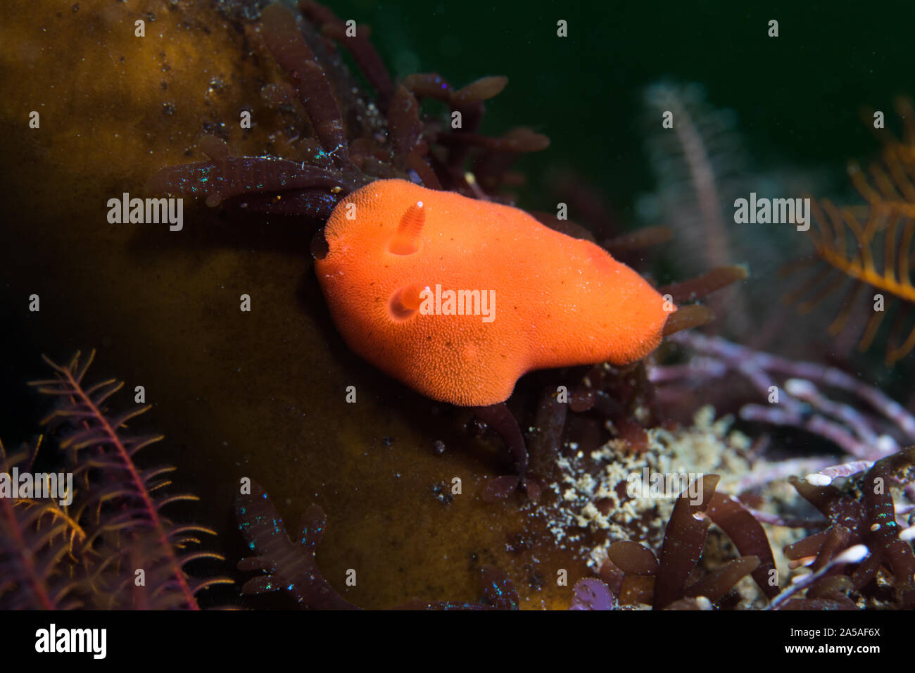 Orange slug hi-res stock photography and images - Alamy