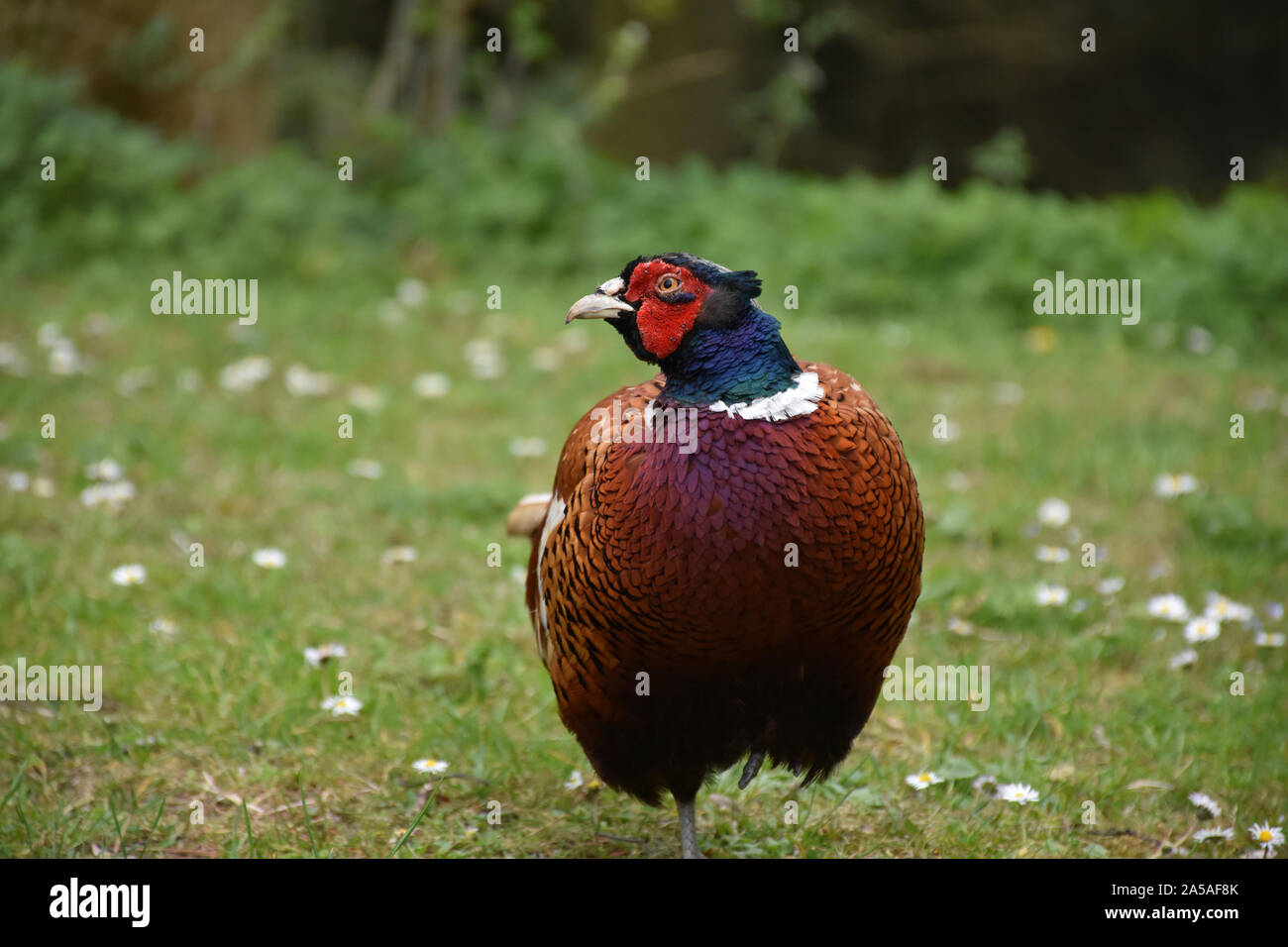 Fantastic close up look at a pheasant Stock Photo - Alamy